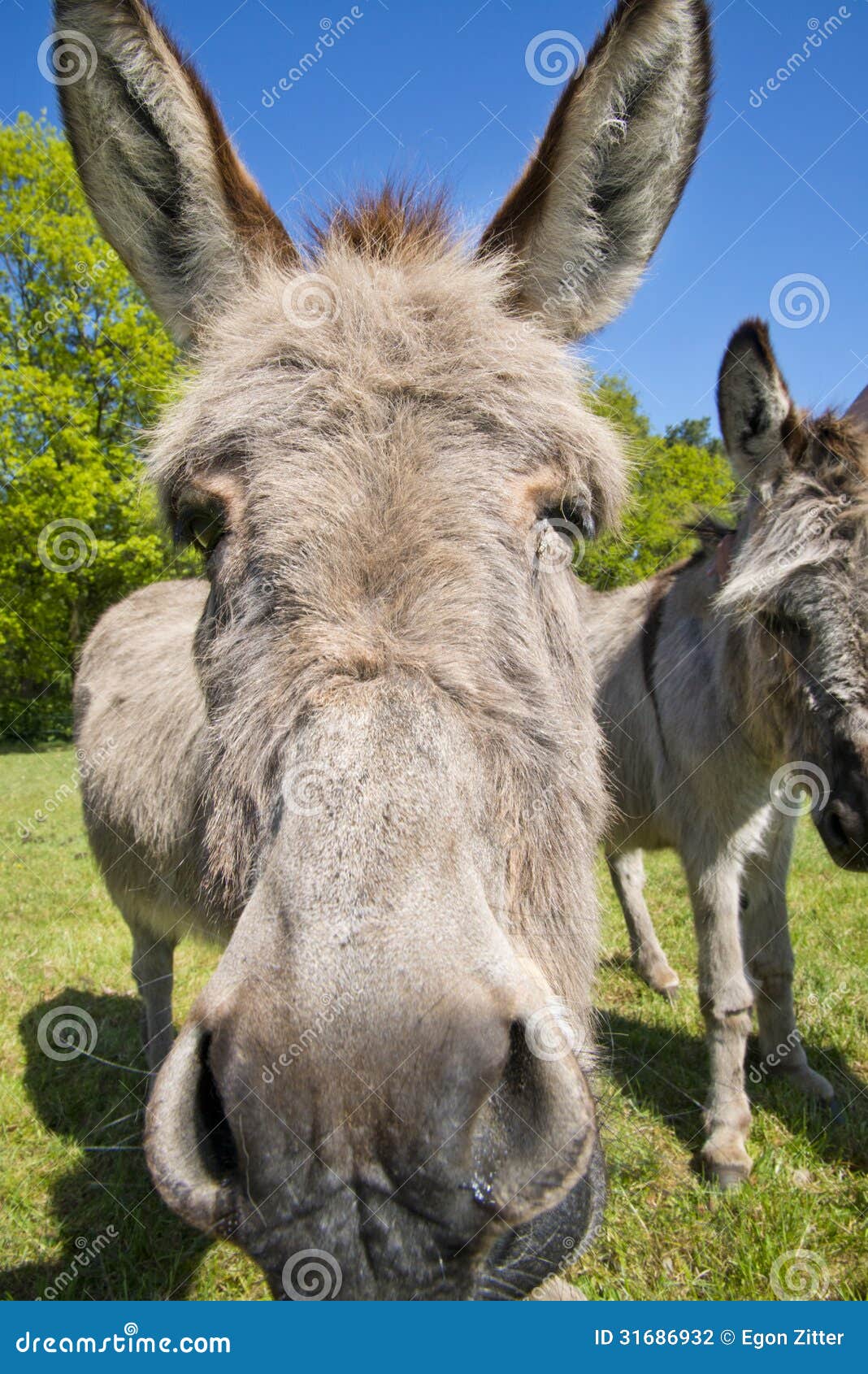 Esel in einer Wiese stockfoto. Bild von bauernhof, blau - 31686932