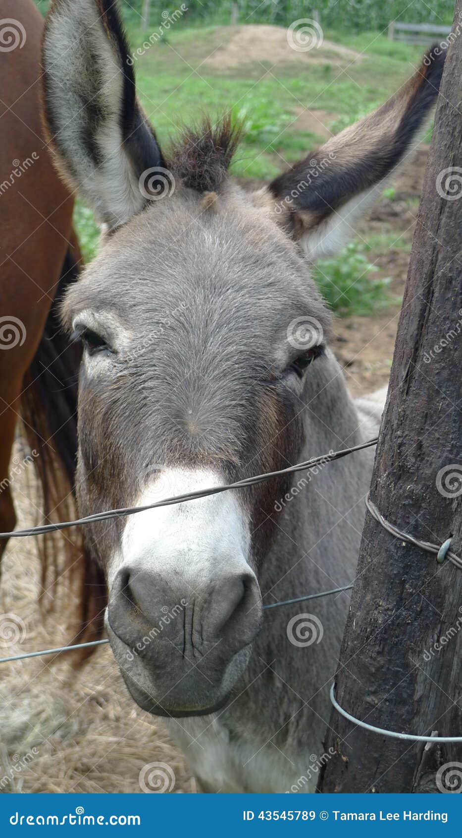 Esel-Gesicht stockbild. Bild von vieh, liberale, feixen - 43545789