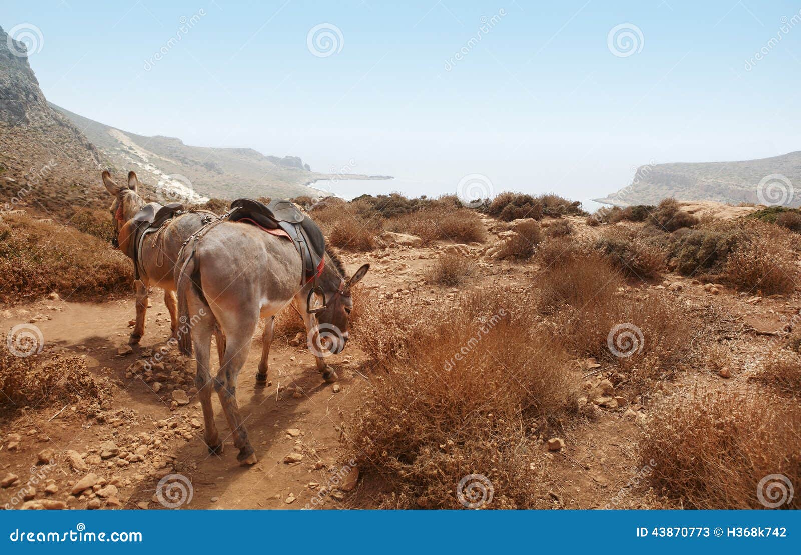 Esel Im Berg Balos Strand Kreta Stockbild - Bild von landschaft ...