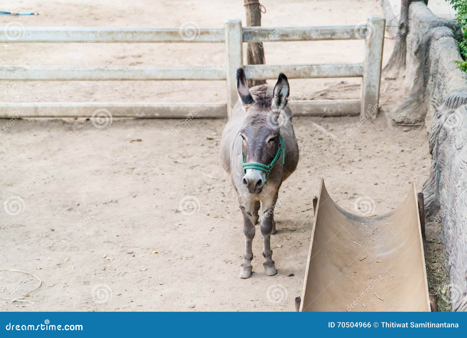 Esel im Stall stockfoto. Bild von beständig, vieh, landwirtschaft ...