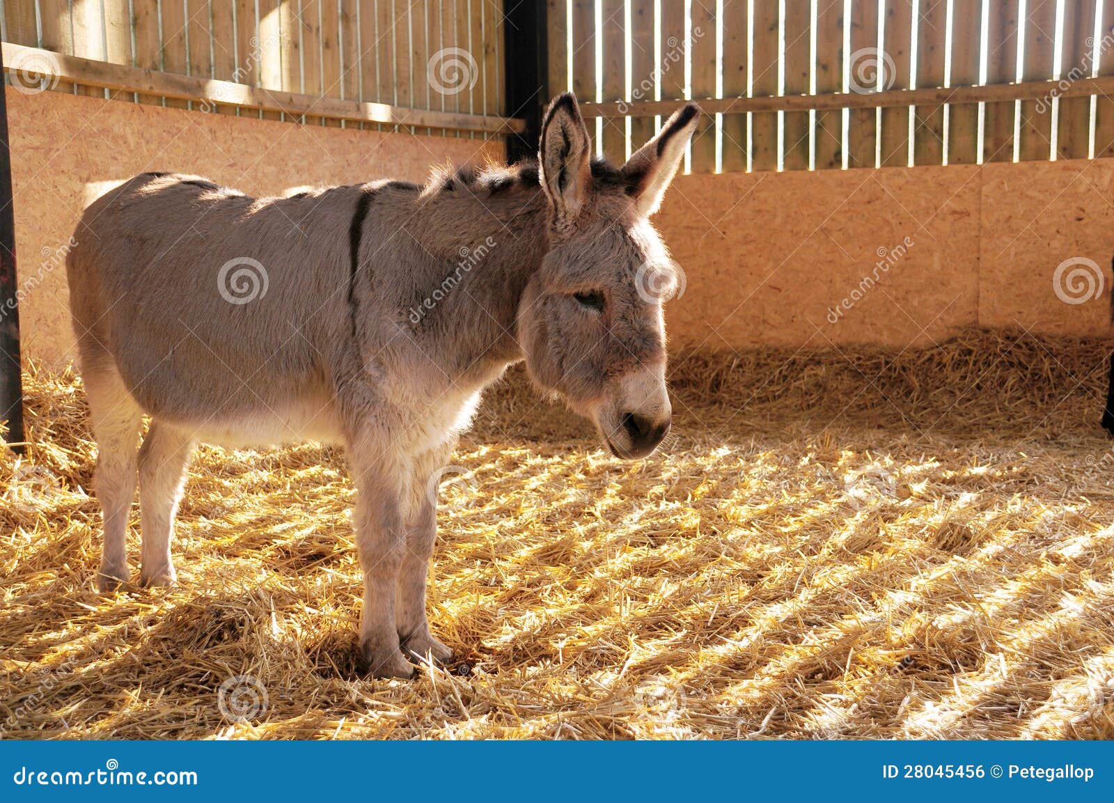 Esel-Stall stockfoto. Bild von ohren, maultier, beständig - 28045456
