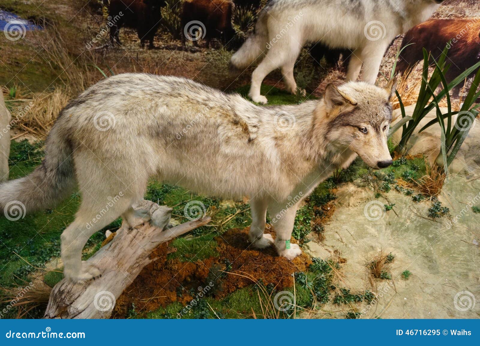 Esemplare Dell'animale Selvatico: Lupo Immagine Editoriale - Immagine ...