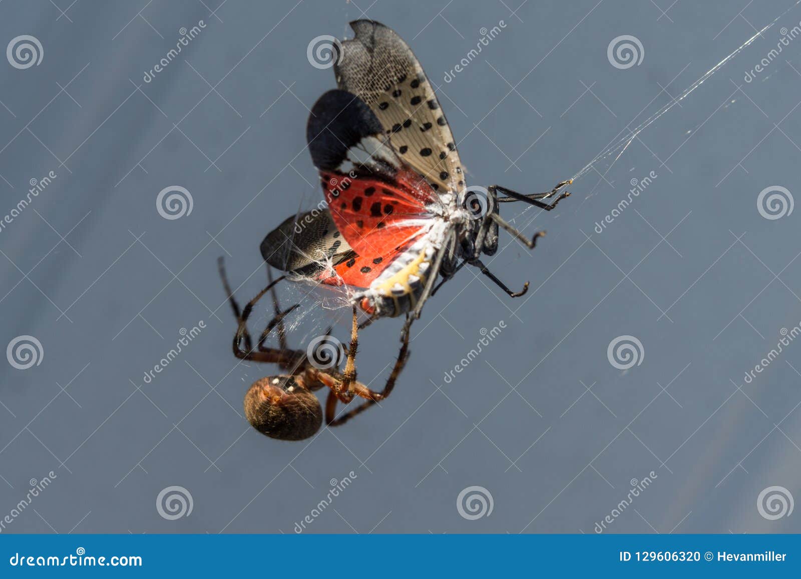 Esfera Manchada Weaver Spider Com a Mosca De Lanterna Manchada Prendida ...