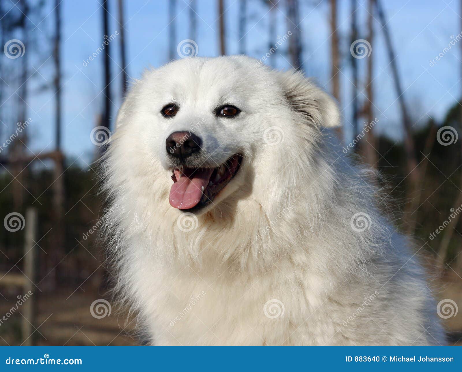 Eskie stock photo. Image of domestic, hound, purebred, pose - 883640