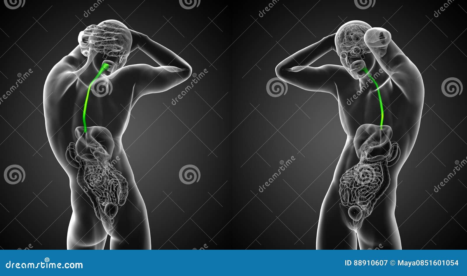 Esophagus stock illustration. Illustration of throat - 88910607