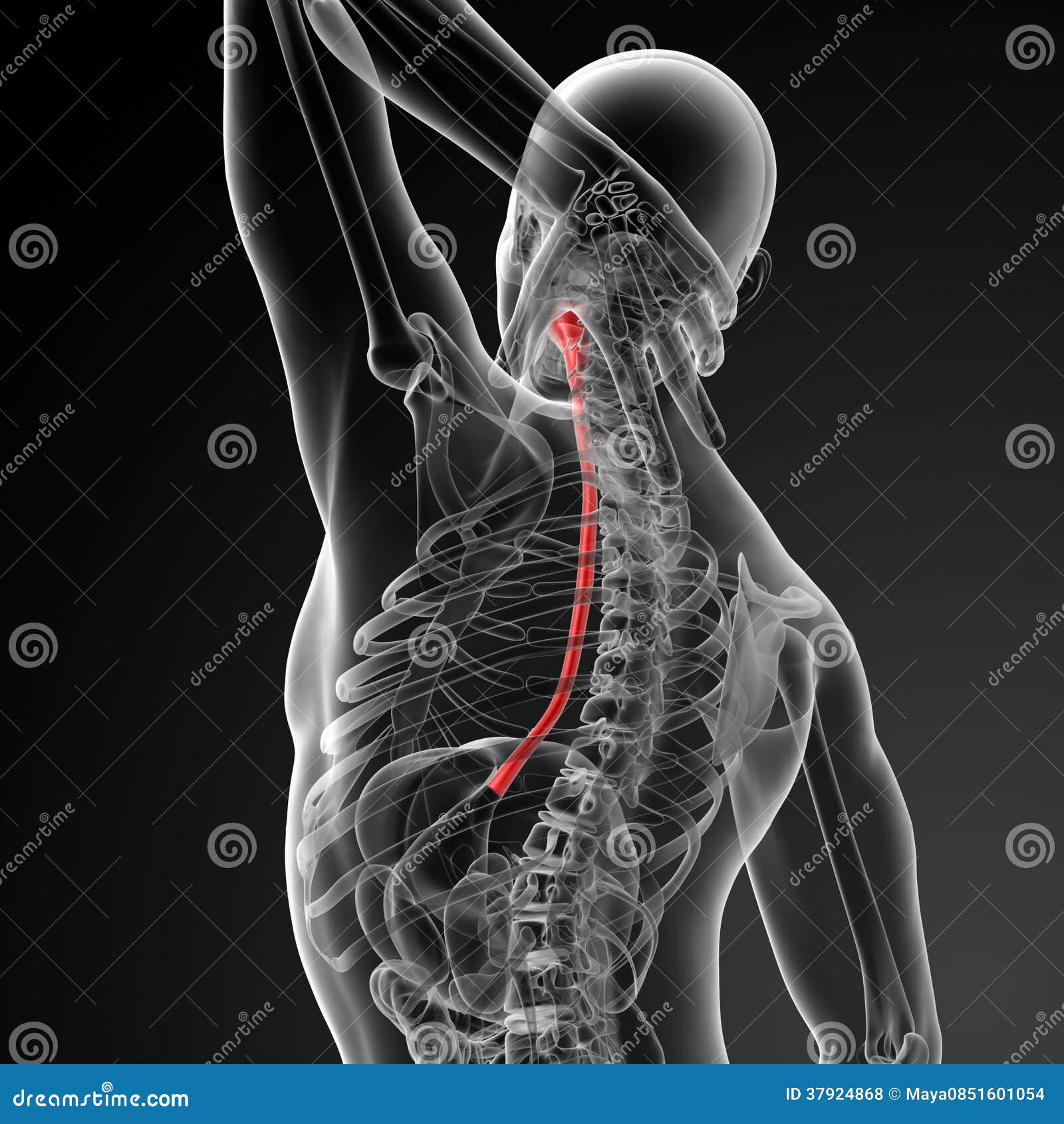 Esophagus stock illustration. Illustration of esophagus - 37924868