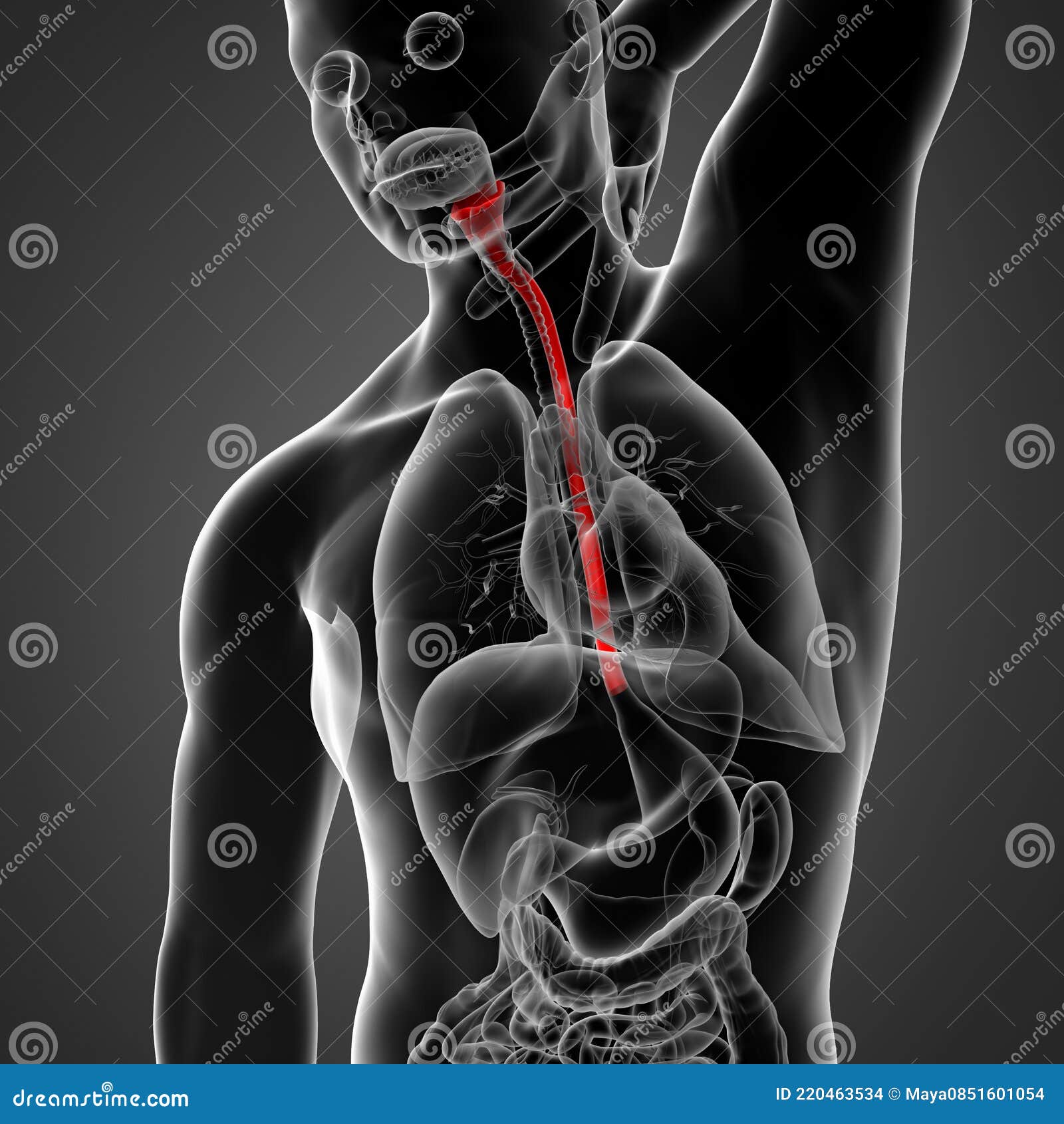 3d Rendered Illustration of the Esophagus Stock Illustration ...