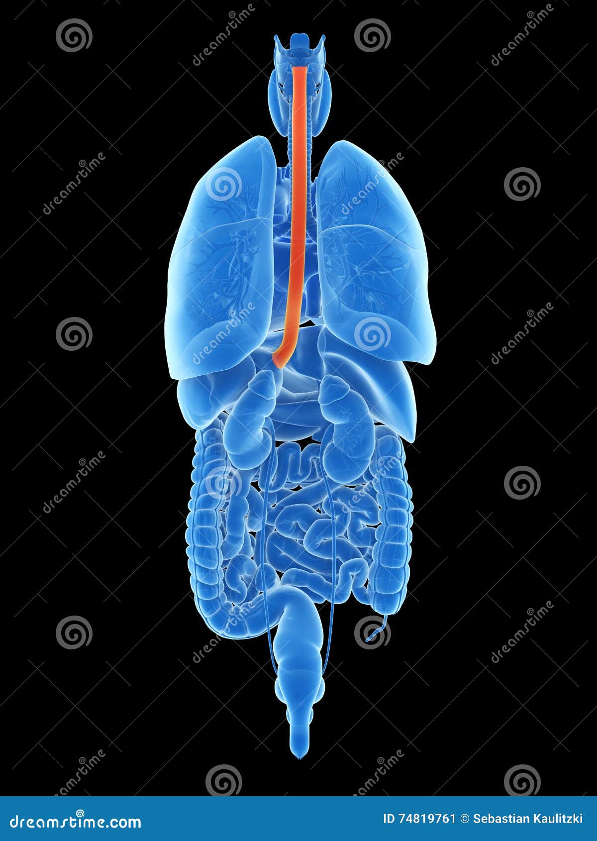 The esophagus stock illustration. Illustration of rendered - 74819761
