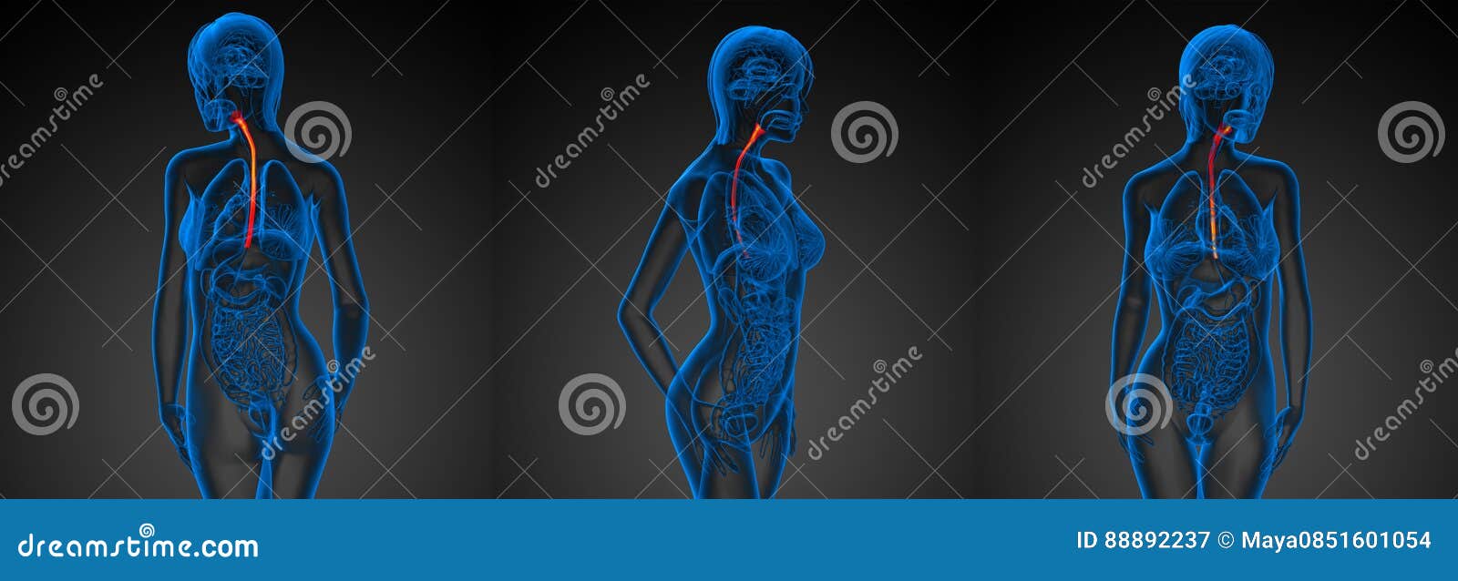Esophagus stock illustration. Illustration of human, colon - 88892237