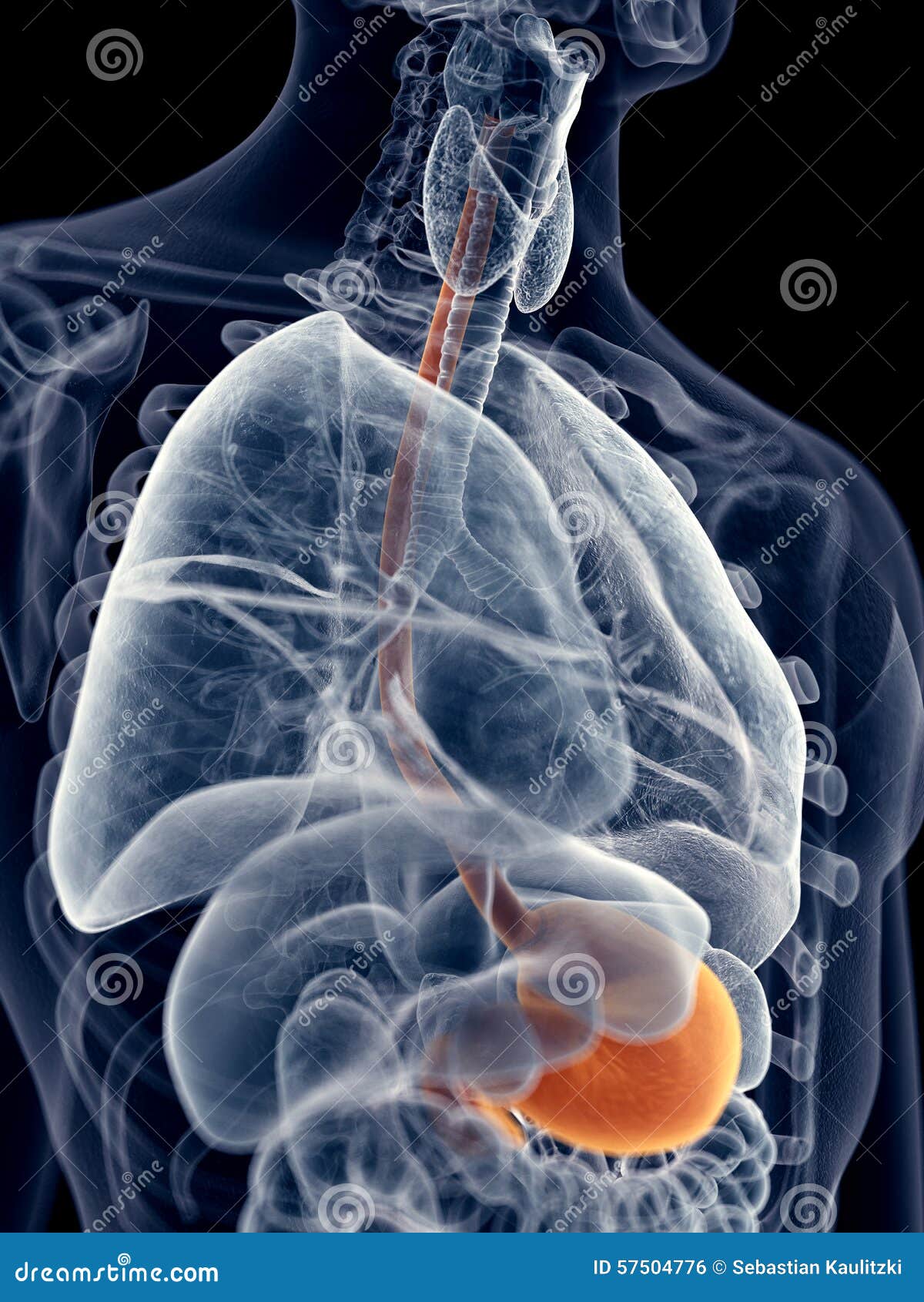 The esophagus stock illustration. Illustration of accurate - 57504776