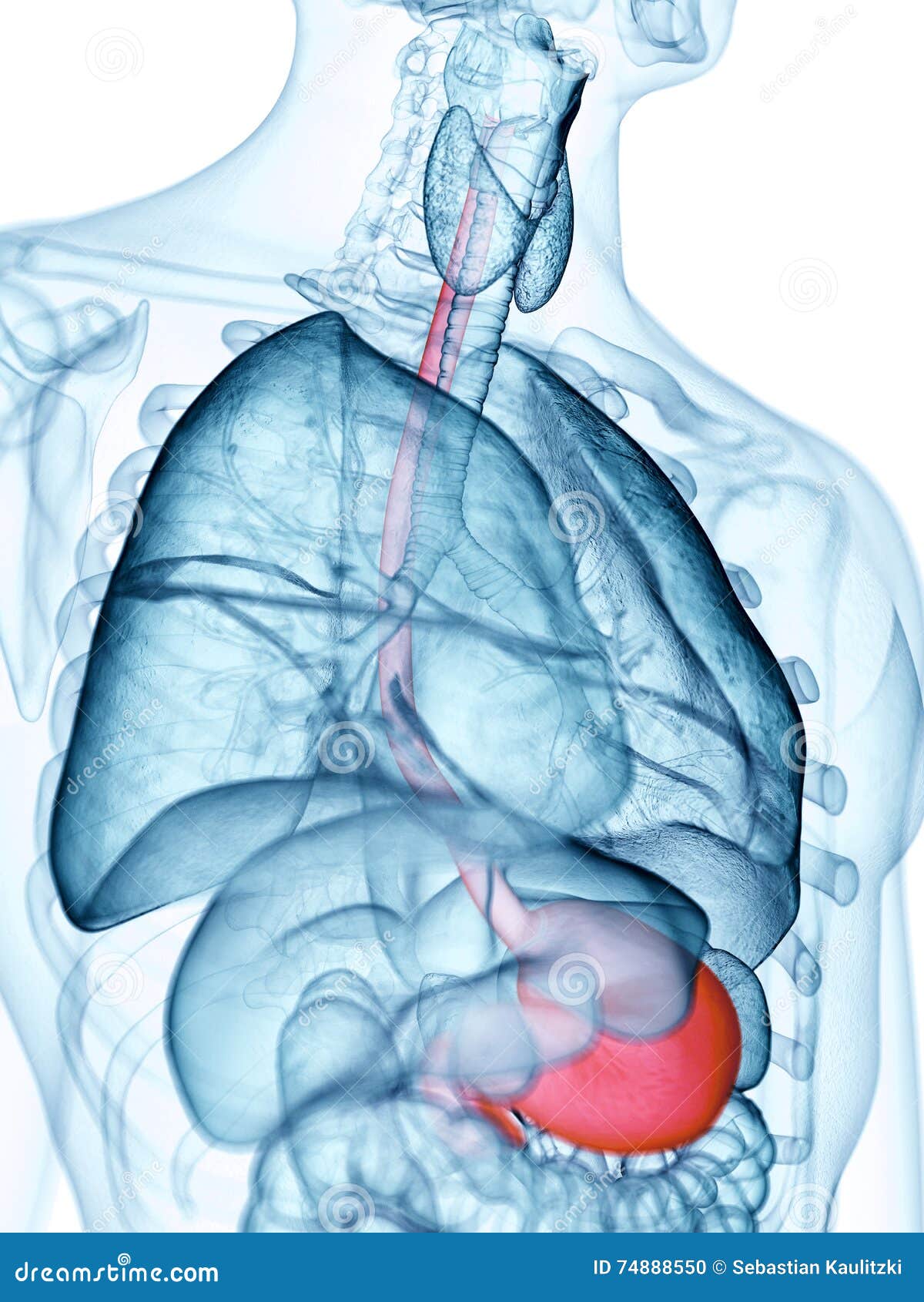 The esophagus stock illustration. Illustration of gastric - 74888550