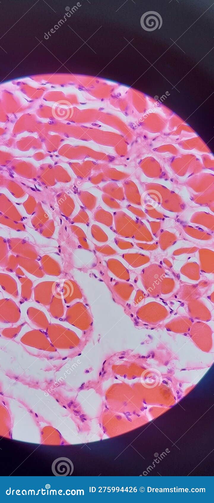 Esophagus Under Microscope Histology Class Stock Photo - Image of ...