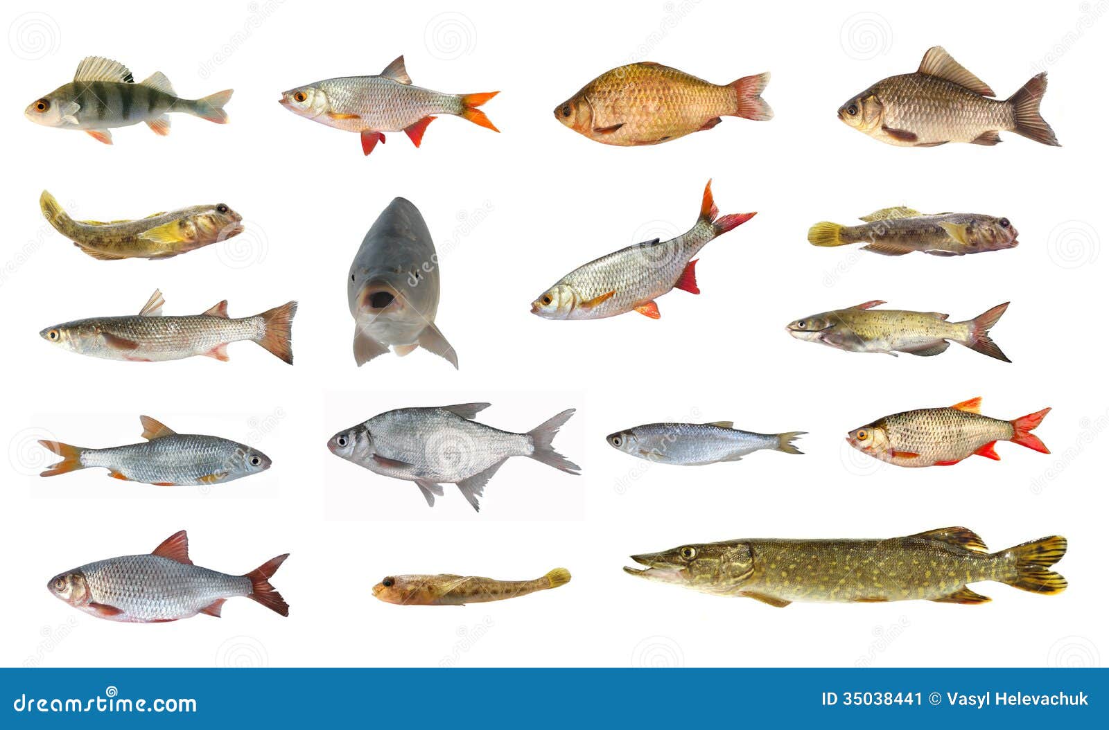Espécie de peixes do rio imagem de stock. Imagem de brema - 35038441