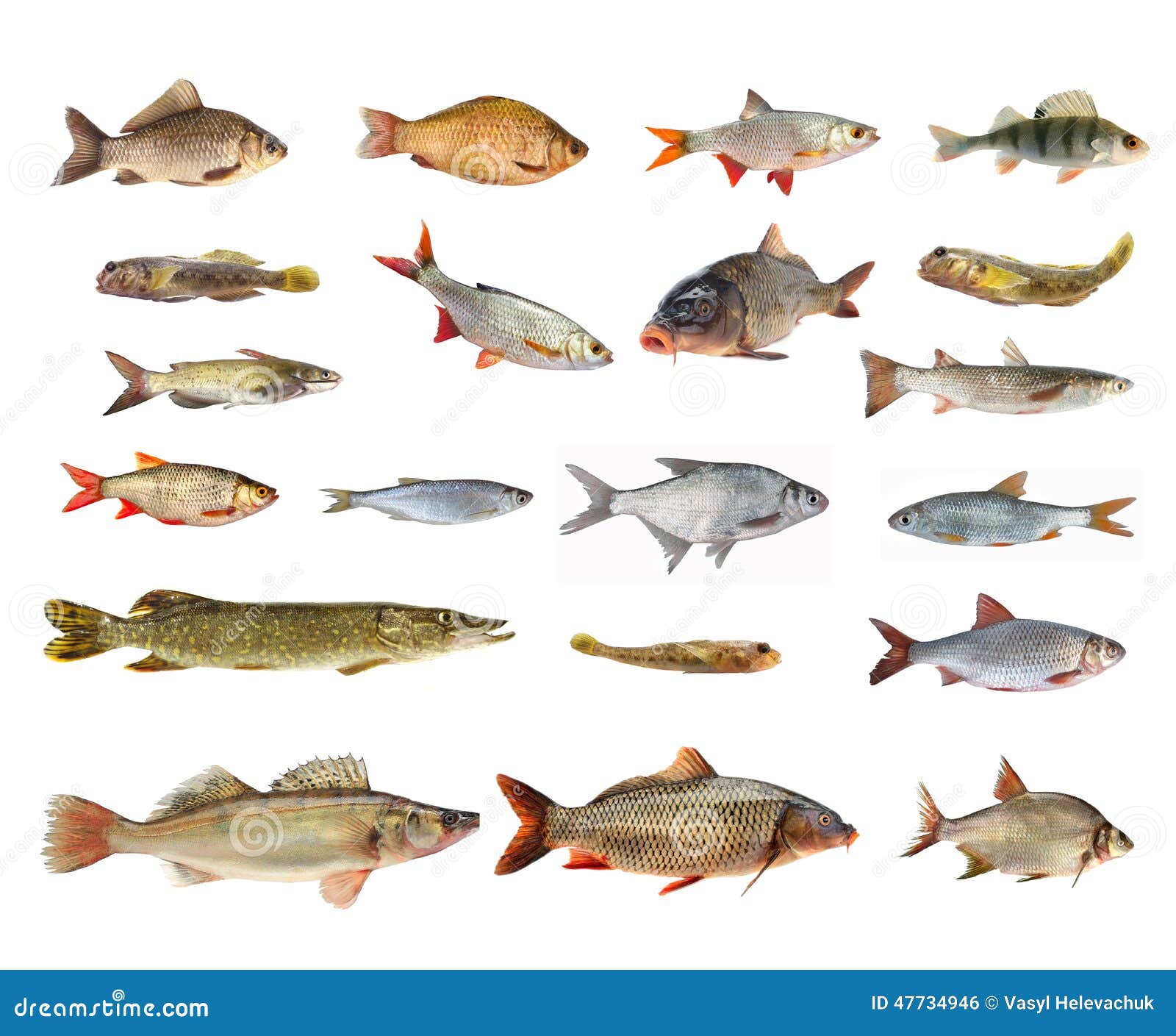 Espécie de peixes do rio foto de stock. Imagem de pesca - 47734946