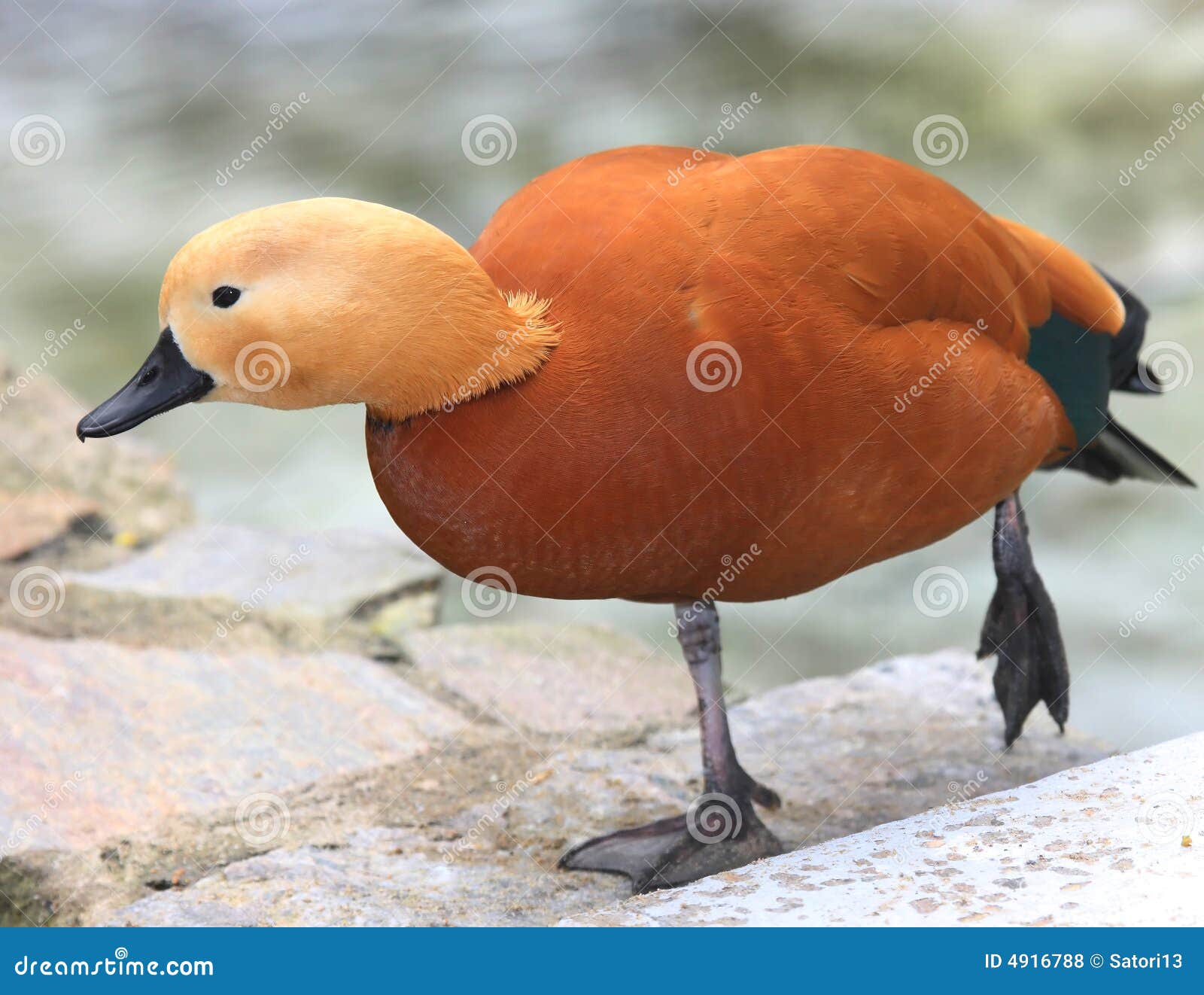 Espécie rara de pato foto de stock. Imagem de lagoa, pena - 4916788