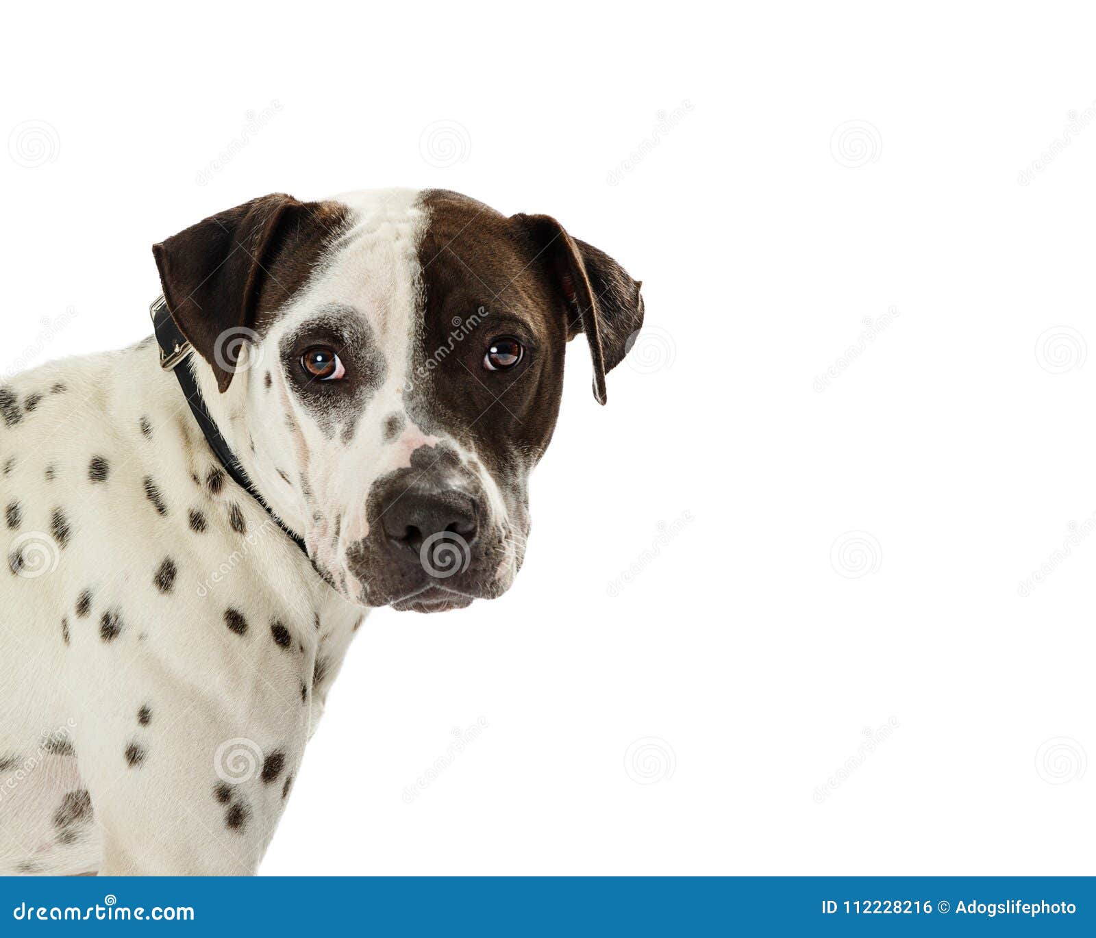 Espacio Manchado Primer De La Copia Del Perro De Terrier Foto de ...