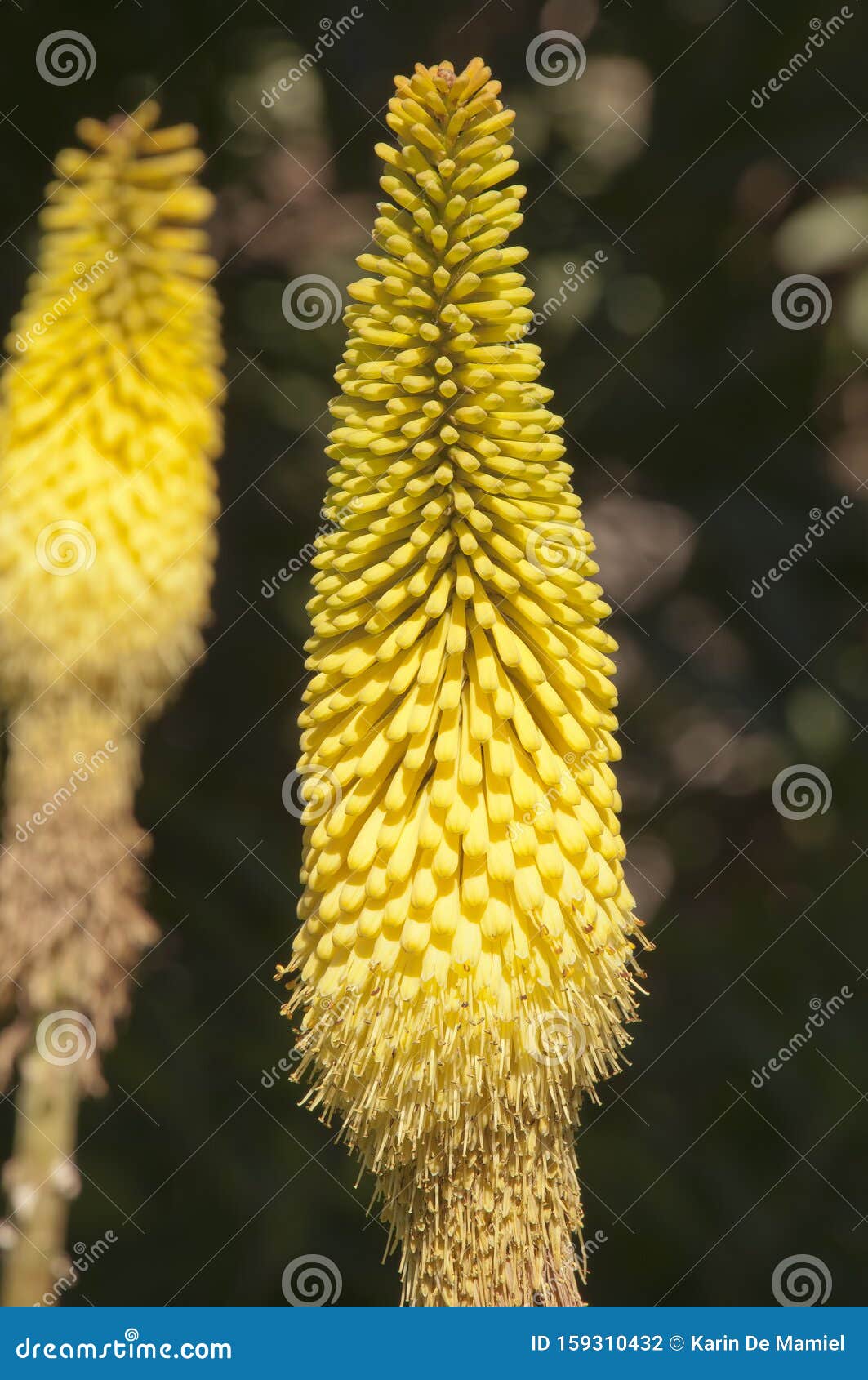 Espada Floral Amarilla De Una Planta De Kniphofia Foto de archivo ...