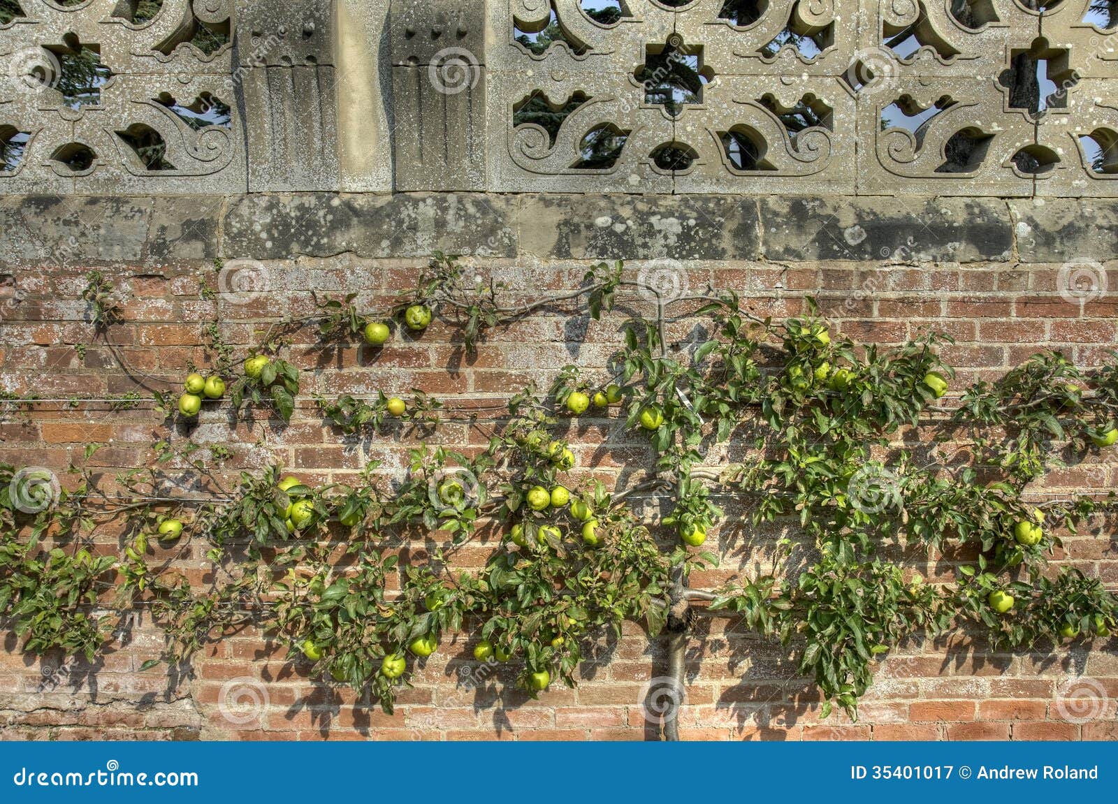 Espalier apple tree stock image. Image of wall, tree - 35401017