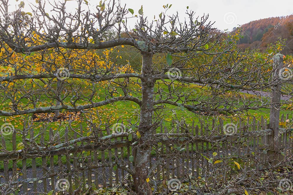 Espalier apple tree stock photo. Image of decorative - 268661492