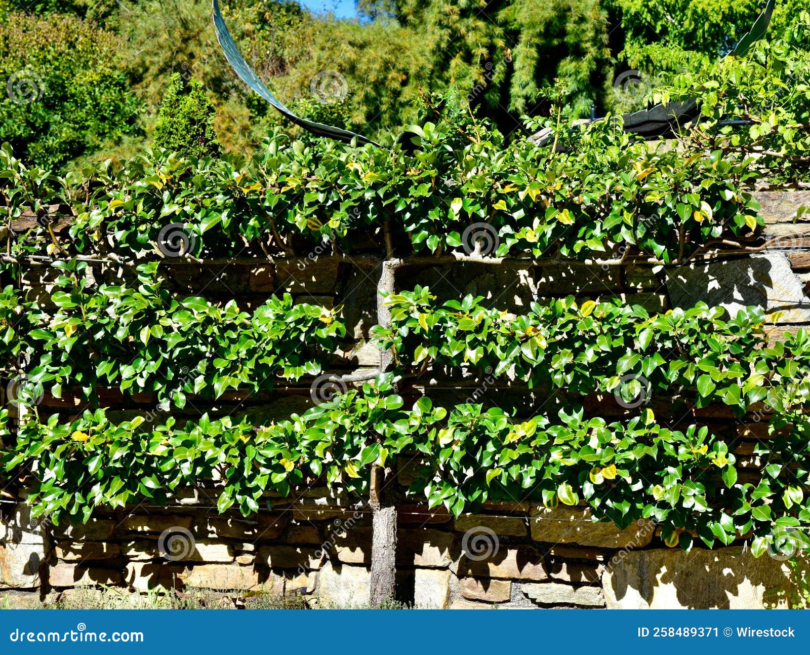 Espaliered Pear Tree on a Sunny Day Stock Image - Image of sunny ...
