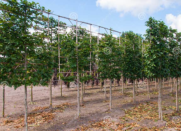 Espaliers in a Tree Nursery Stock Photo - Image of decorative ...