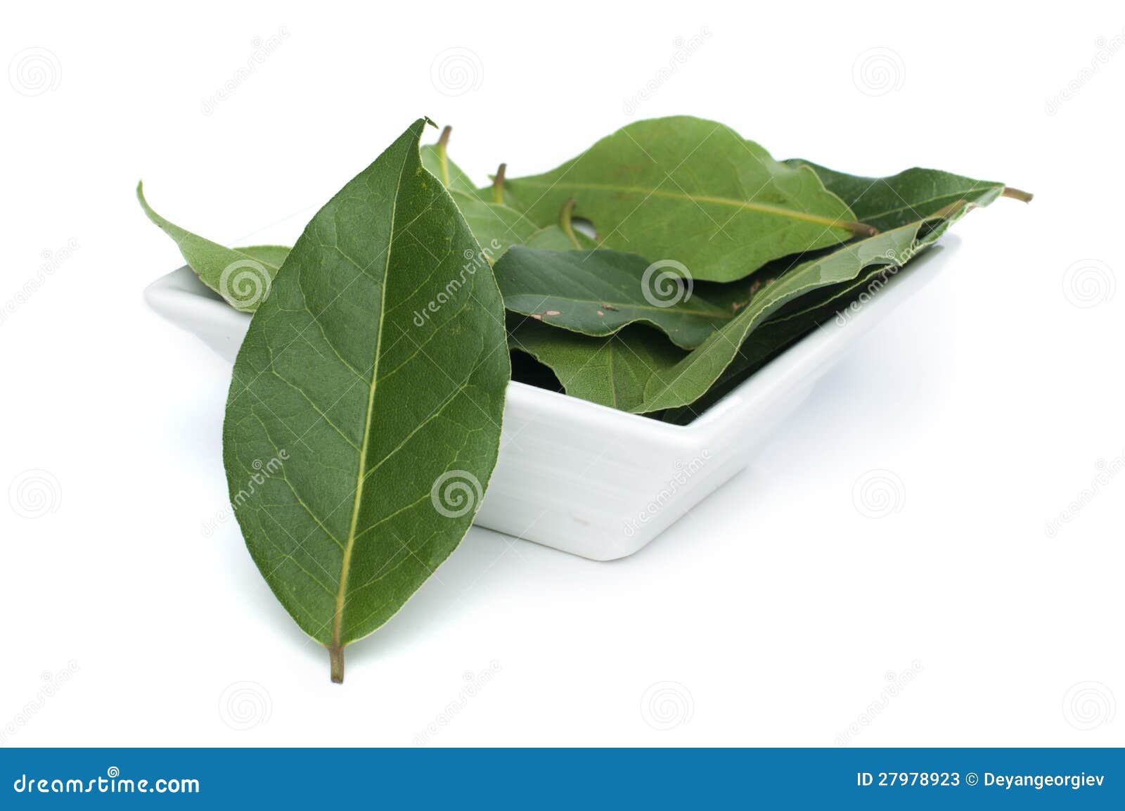 Especia De La Hoja De Laurel Imagen de archivo - Imagen de coma, sano ...