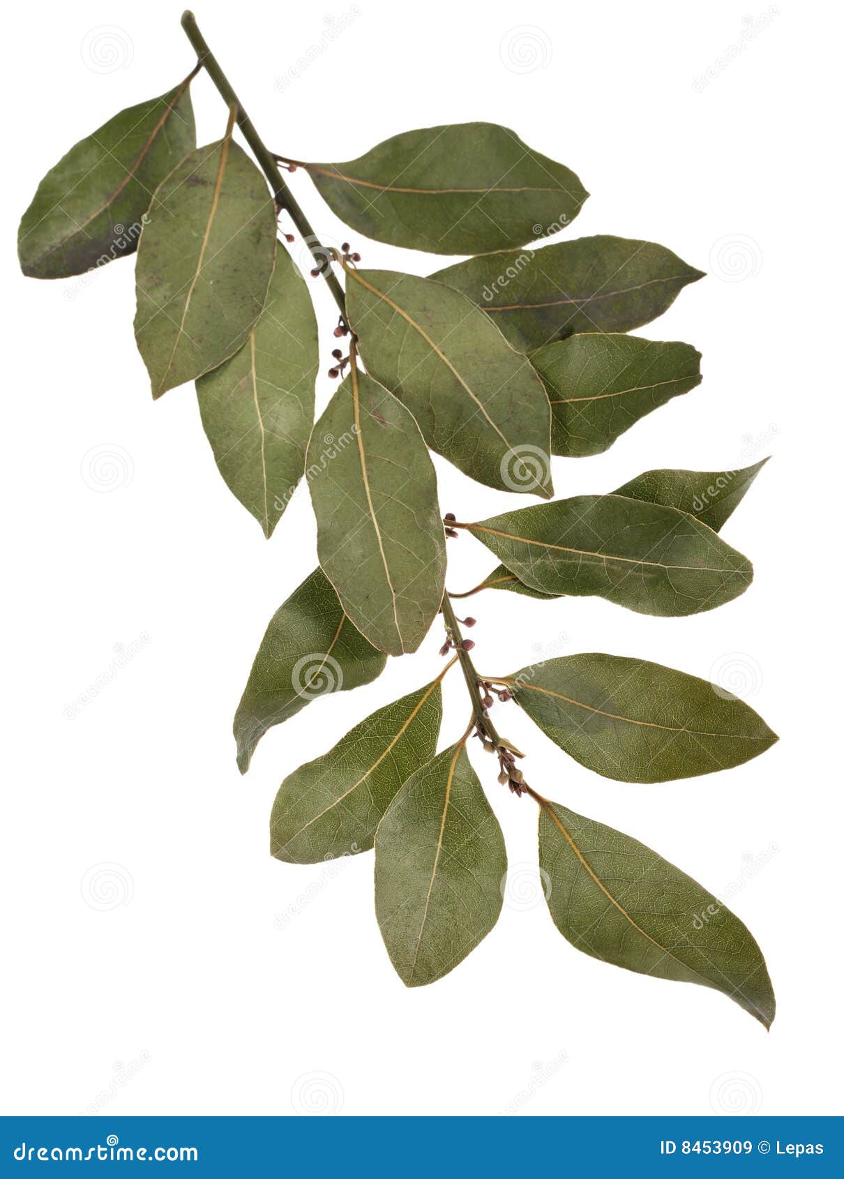 Especia De La Hoja De Laurel Imagen de archivo - Imagen de blanco ...