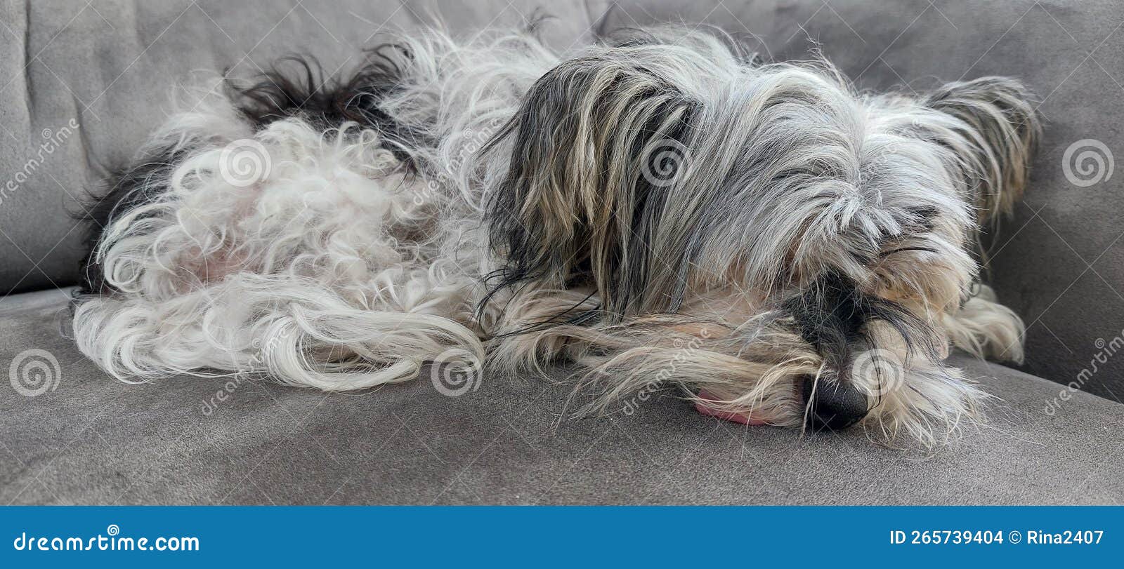 Especial Yorkshire Terrier Gris Y Blanco Foto de archivo - Imagen de ...