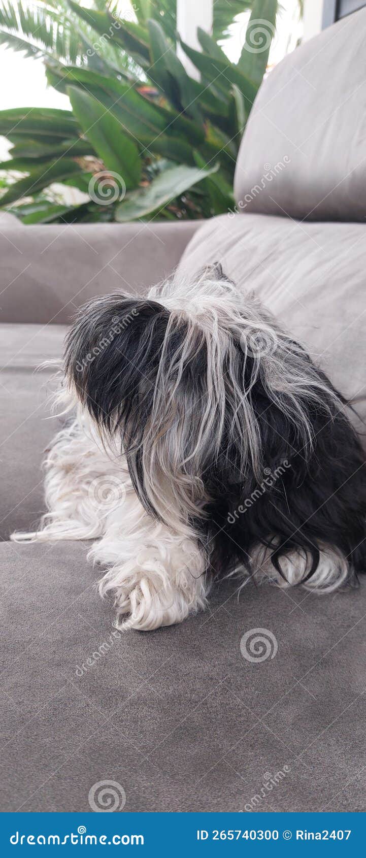 Especial Yorkshire Terrier Gris Y Blanco Foto de archivo - Imagen de ...
