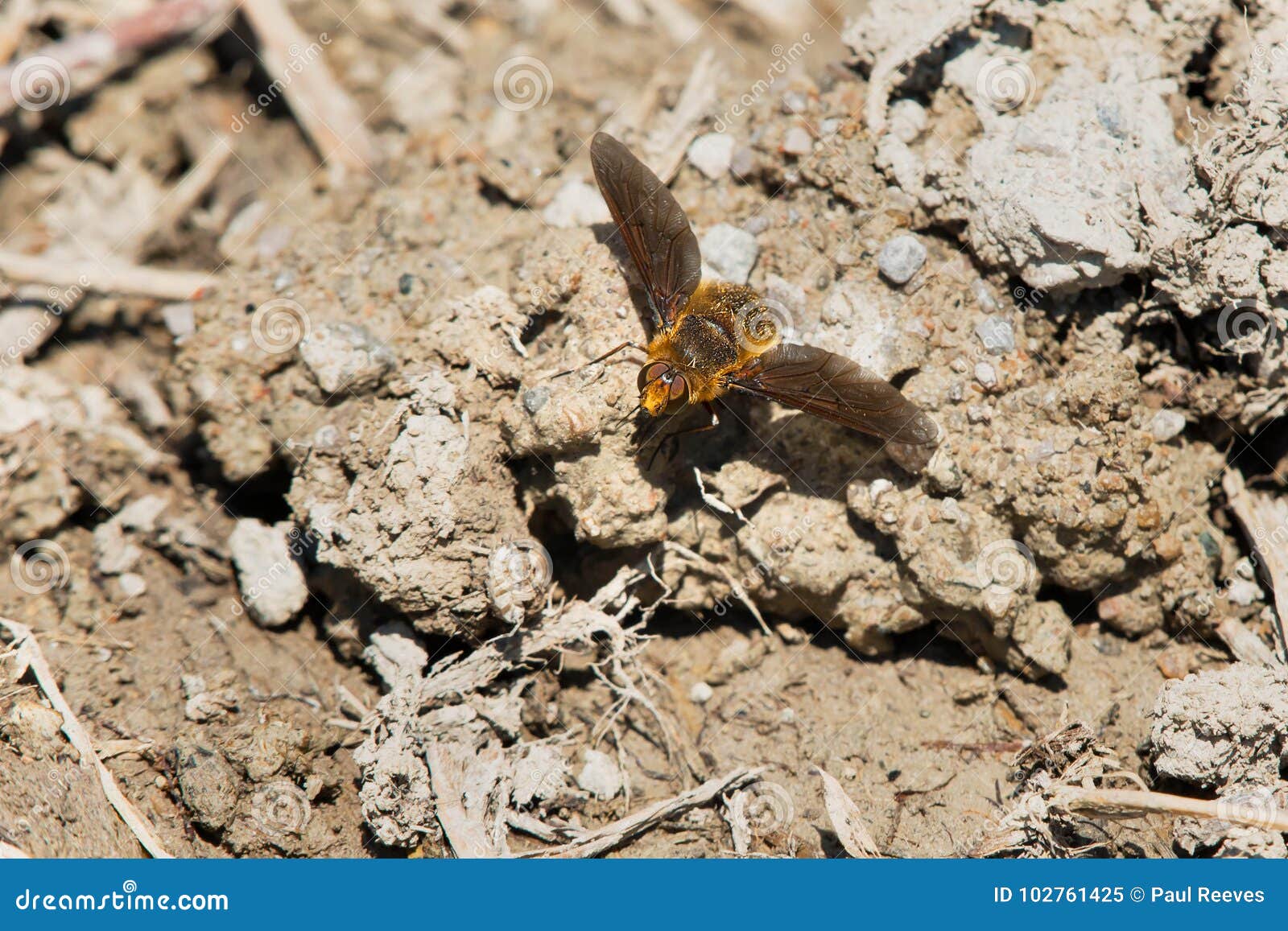 Especie De La Mosca De Abeja Imagen de archivo - Imagen de exterior ...
