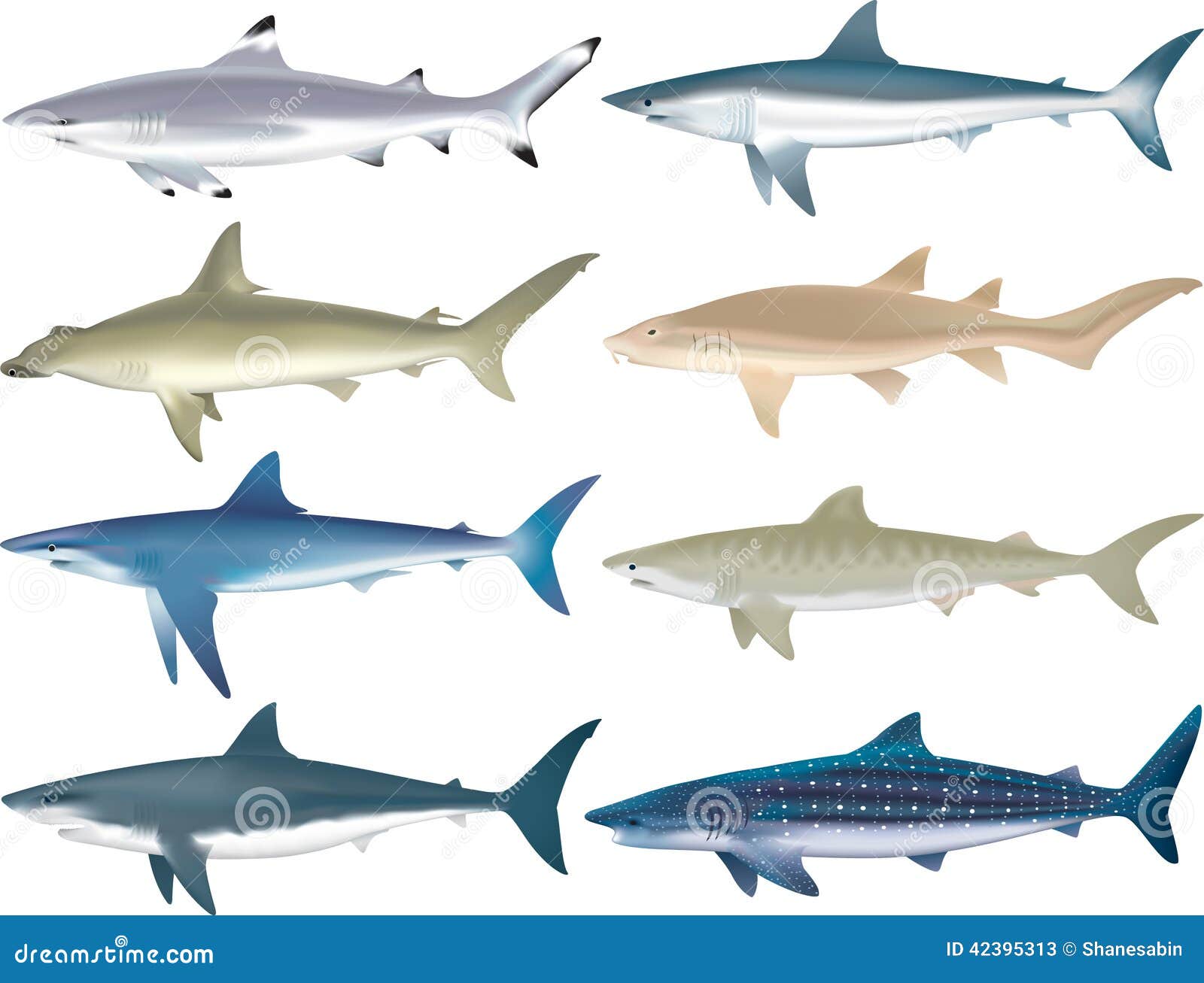 Especie De Los Tiburones Ilustración del Vector - Imagen: 42395313