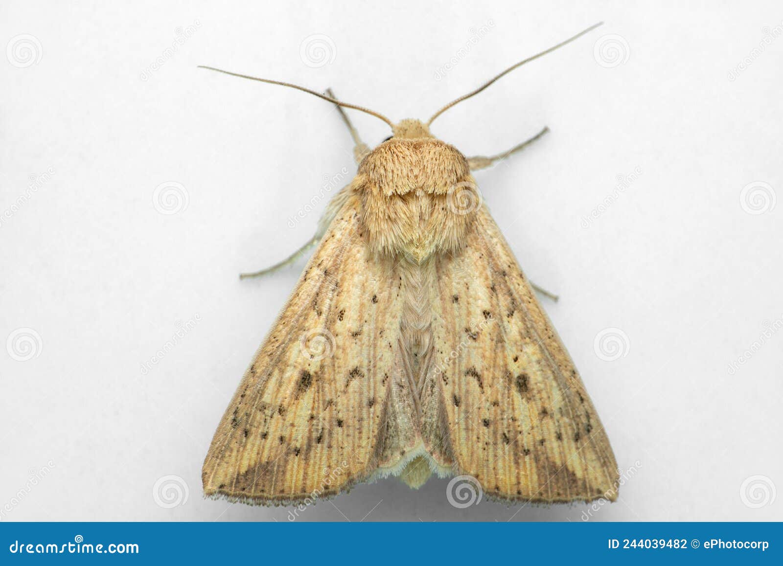 Especie De Polilla De Seda Satara Maharashtra Foto de archivo - Imagen ...