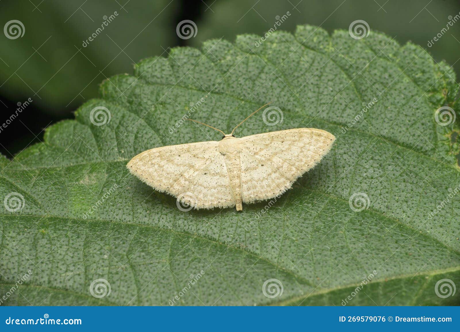 Especie De Polilla De Seda Satara Maharashtra Foto de archivo - Imagen ...