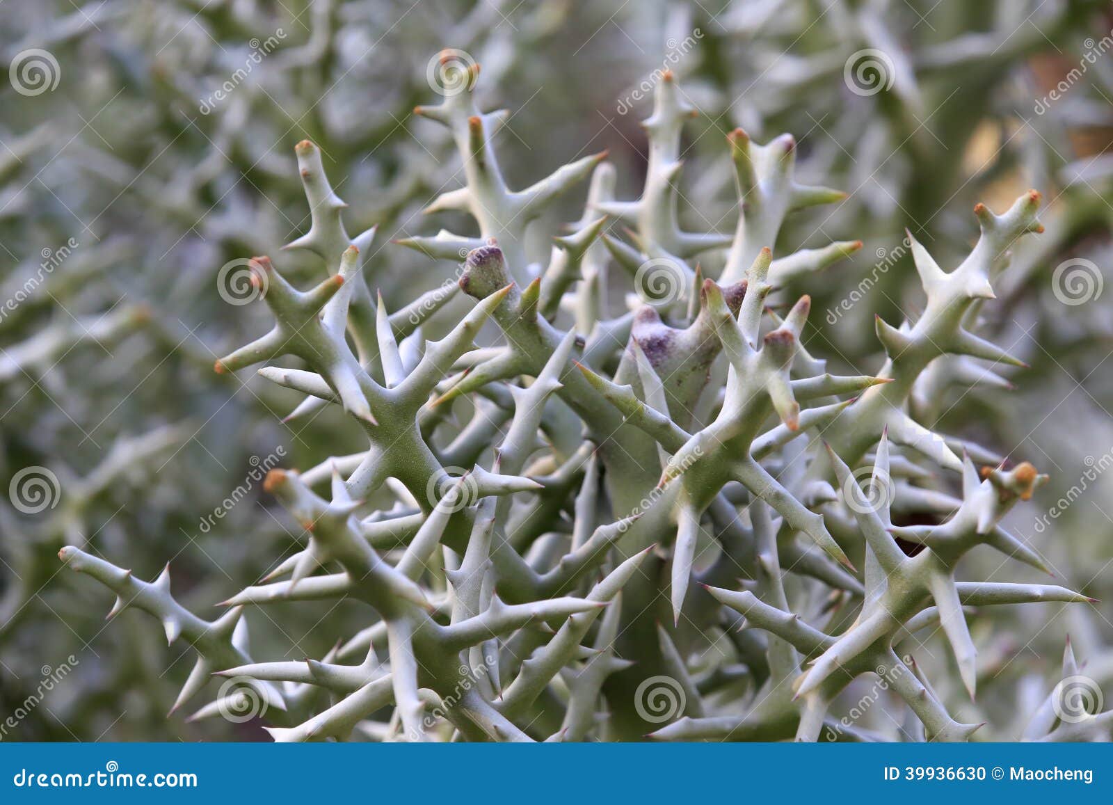 Especie de Psammophytes foto de archivo. Imagen de seco - 39936630