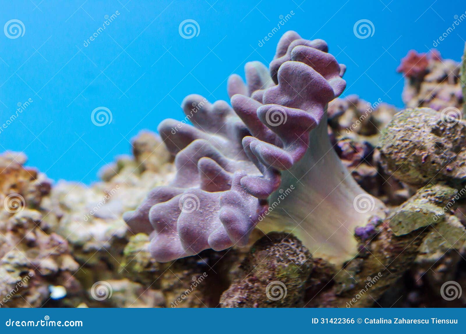 Especie de Sarcophyton foto de archivo. Imagen de salino - 31422366