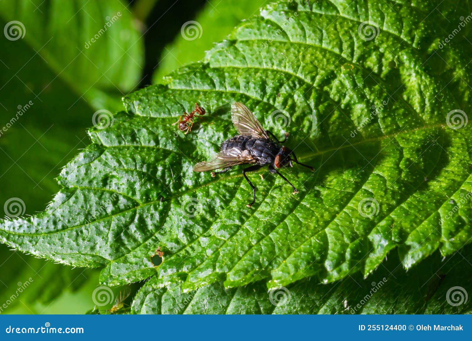 Especies De Mosca De Botella Azul Calliphora Vomitoria Aisladas Foto de ...