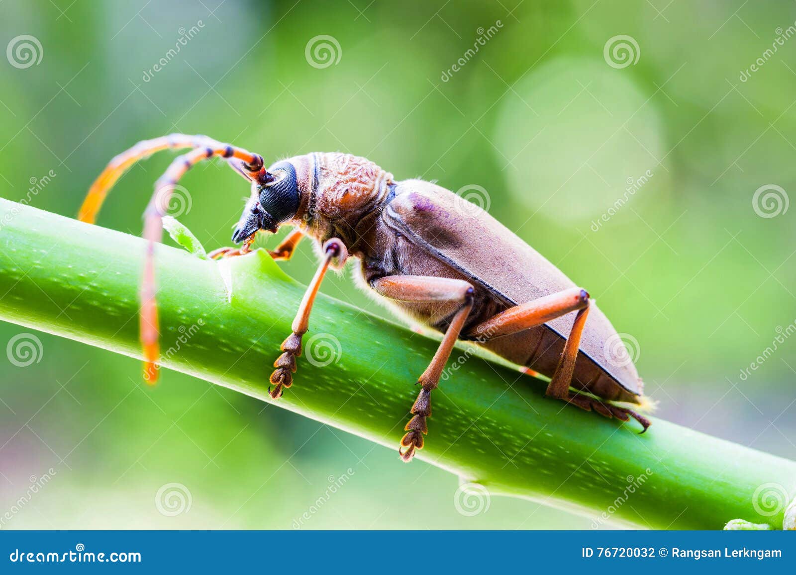 Especies Del Insecto Que Son Marrones Foto de archivo - Imagen de ...