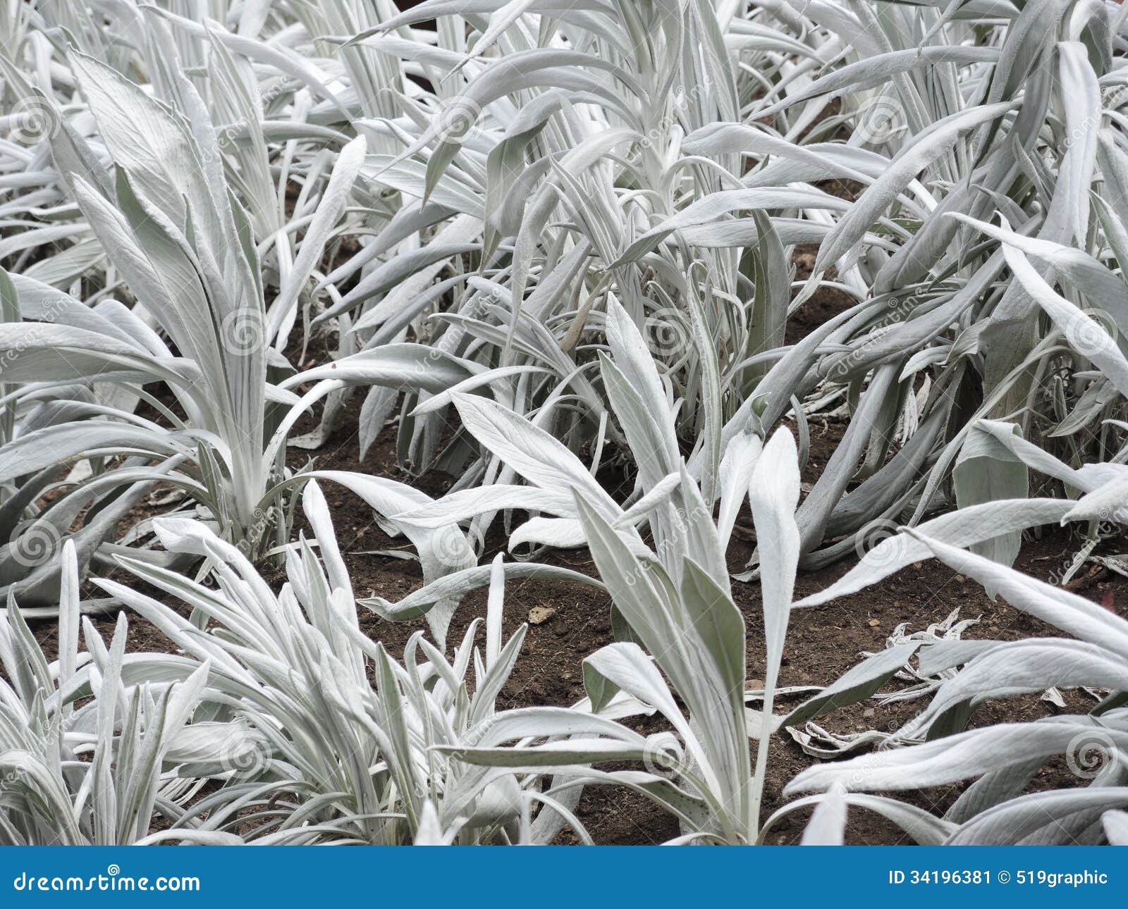 Espeletia Frailejon. obraz stock. Obraz złożonej z środowisko - 34196381