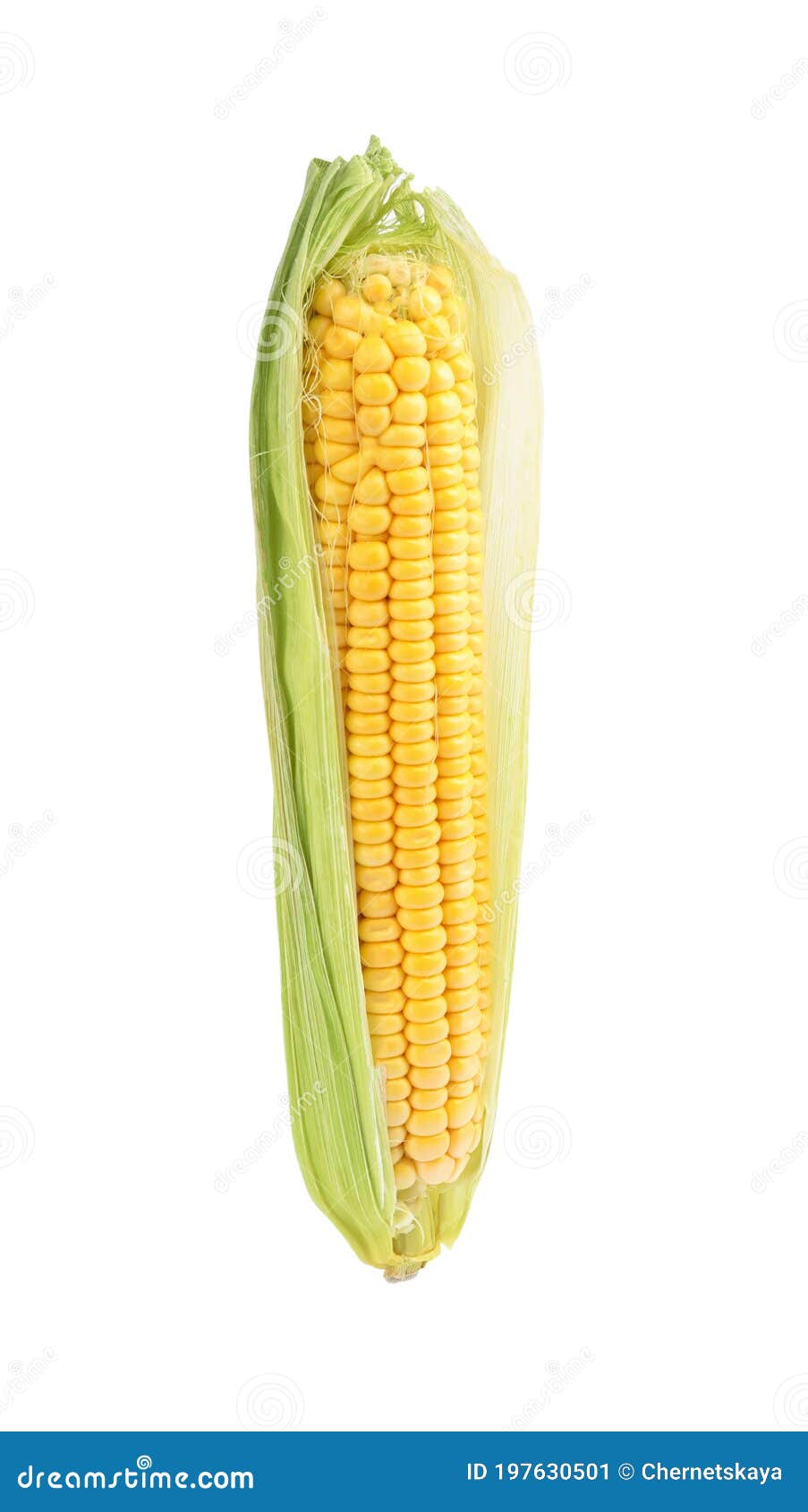 Espiga De Milho Cru Madura Com Casca Isolada Em Branco Imagem de Stock ...