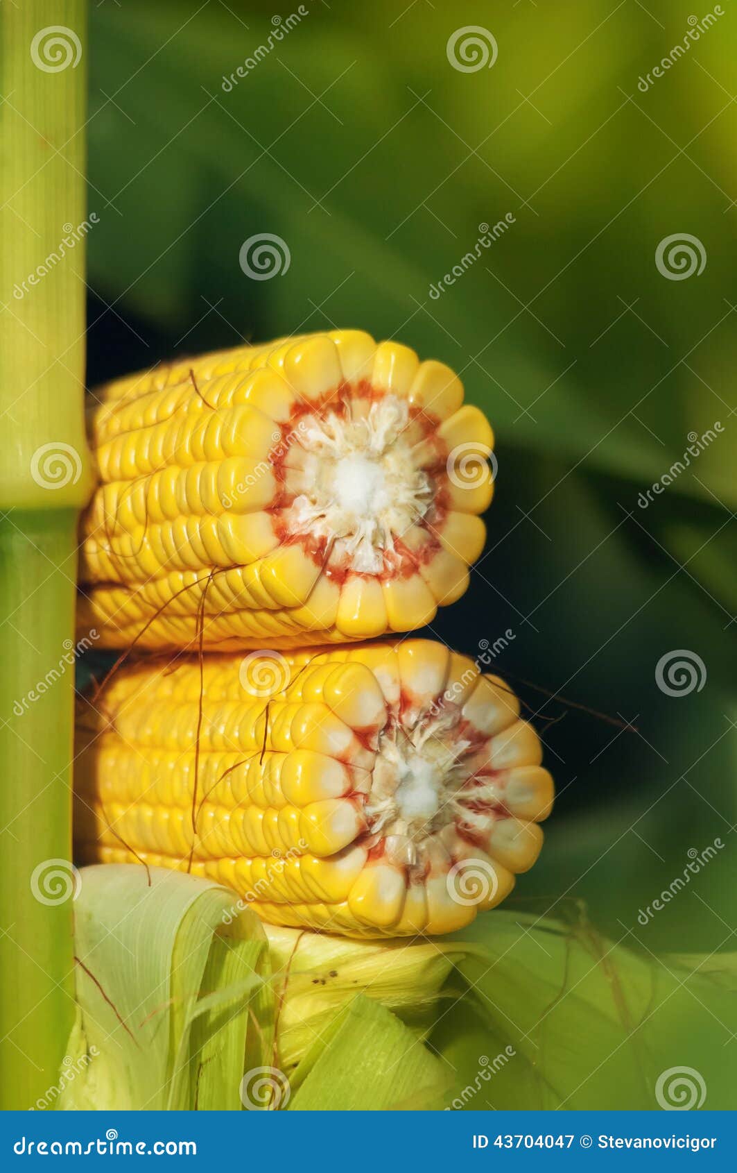 Espiga De Milho Do Milho Na Haste No Campo Imagem de Stock - Imagem de ...