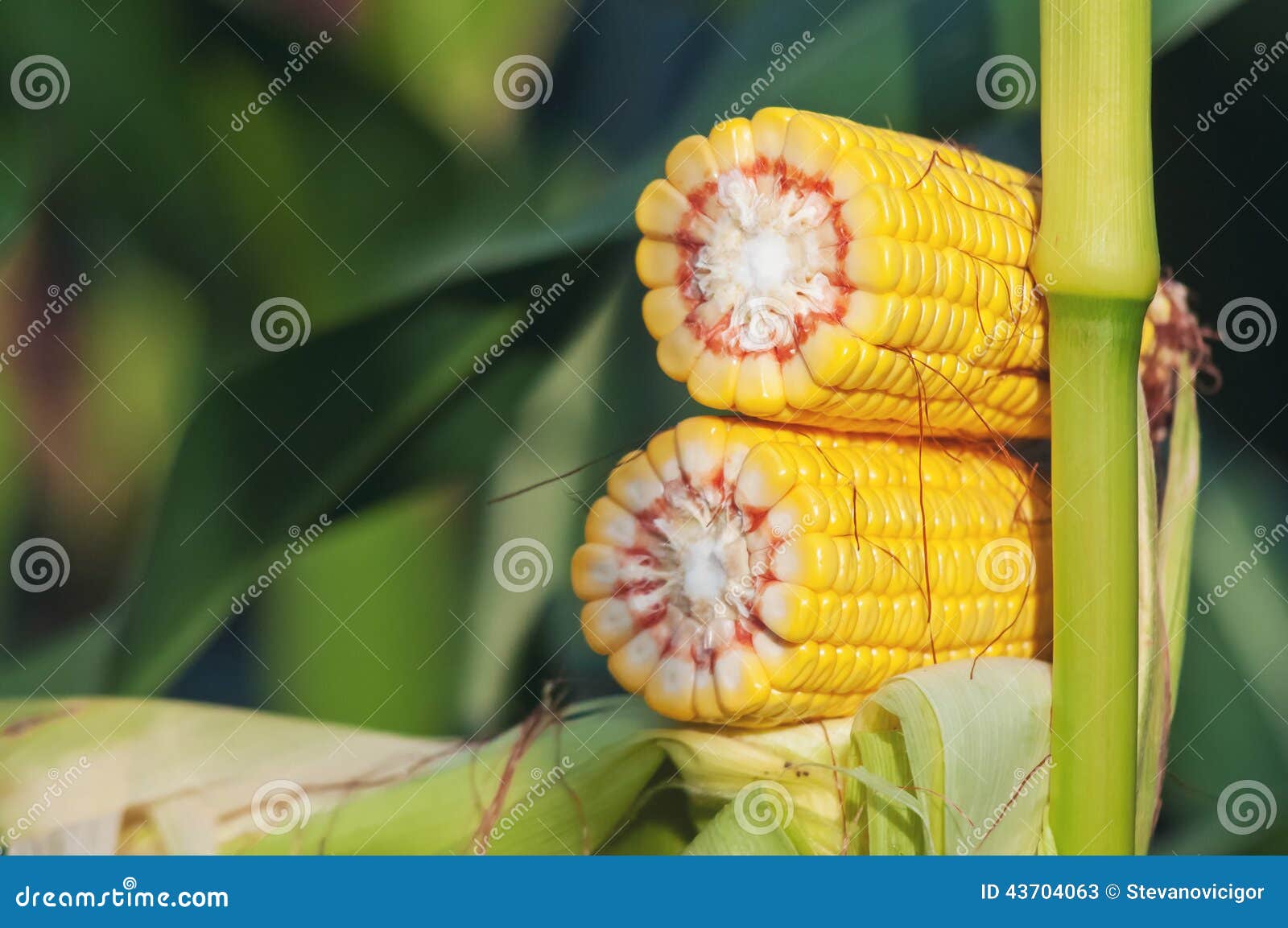 Espiga De Milho Do Milho Na Haste No Campo Imagem de Stock - Imagem de ...