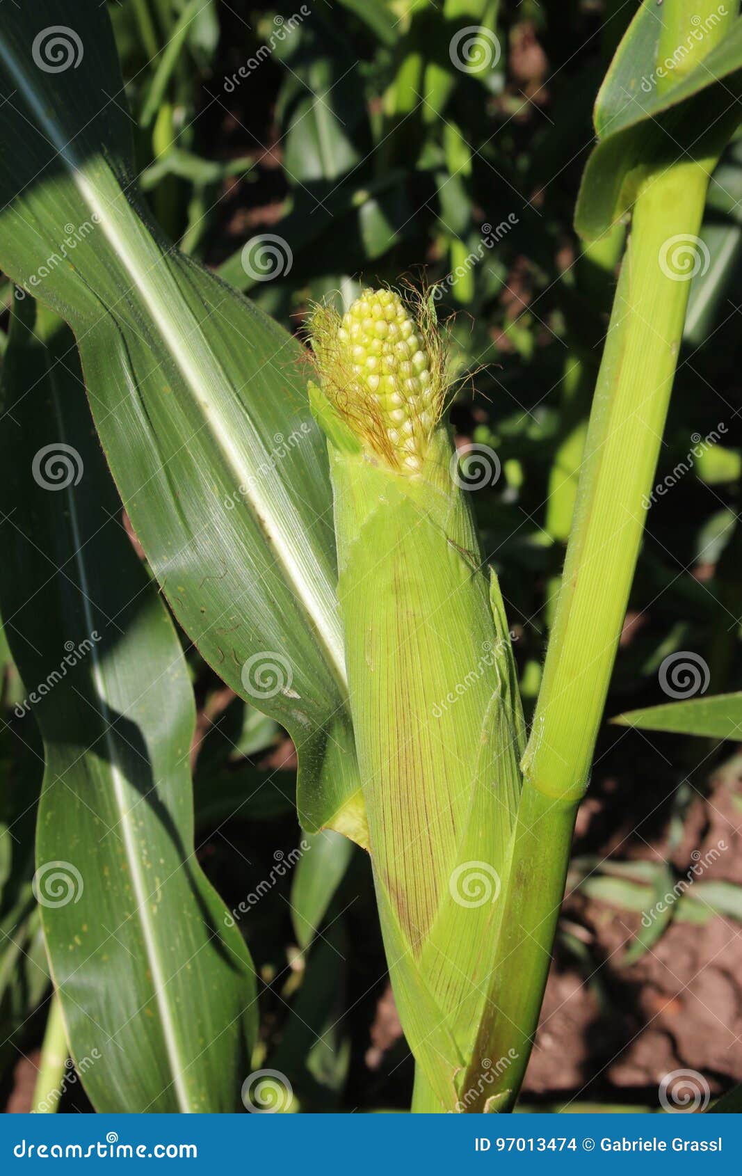 Espiga De Milho Em Uma Planta De Milho Foto de Stock - Imagem de nave ...