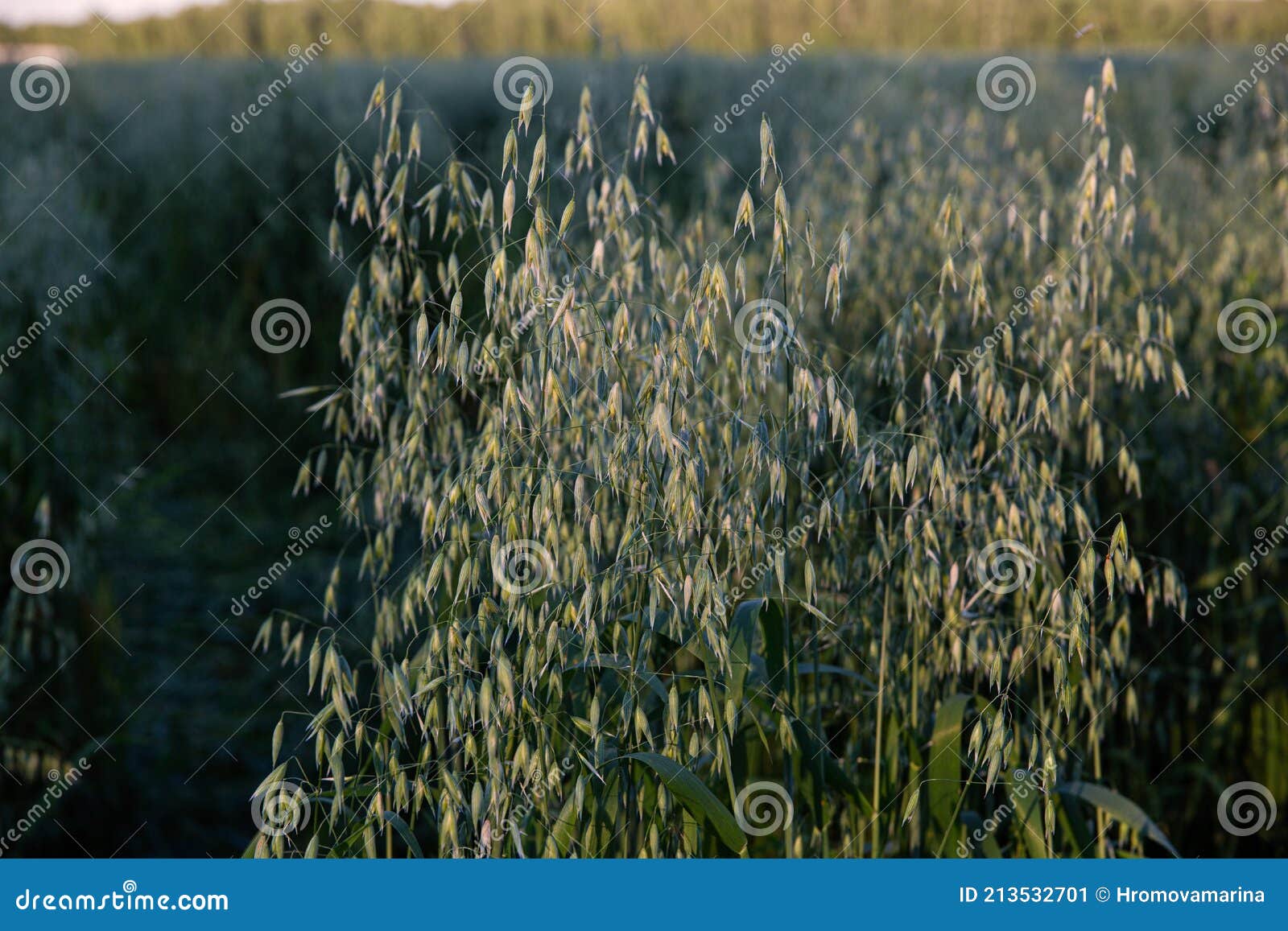 Espigas De Avena En El Campo Imagen de archivo - Imagen de crezca ...