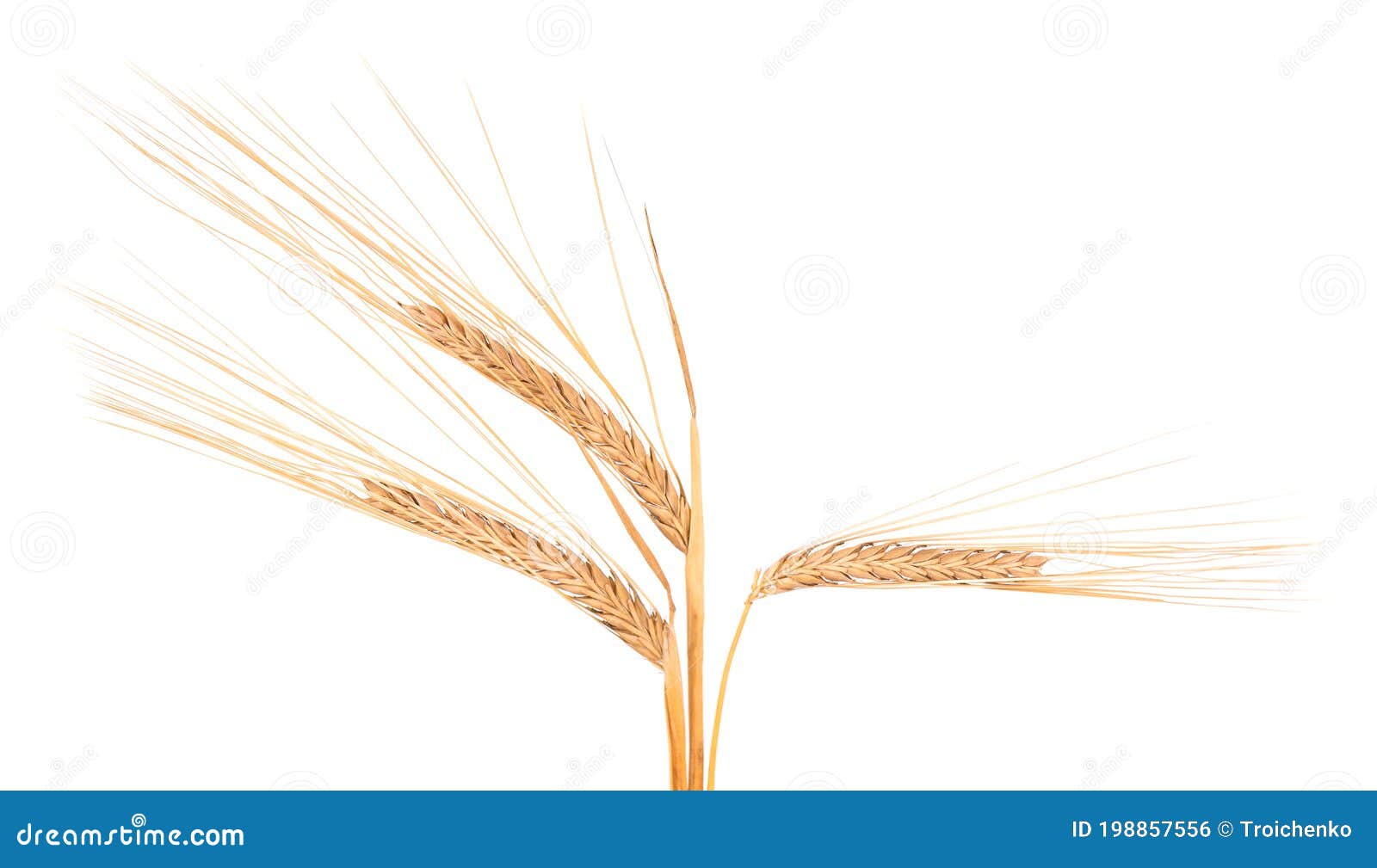Espigas Secas De Trigo Aisladas En Fondo Blanco. Foto de archivo ...