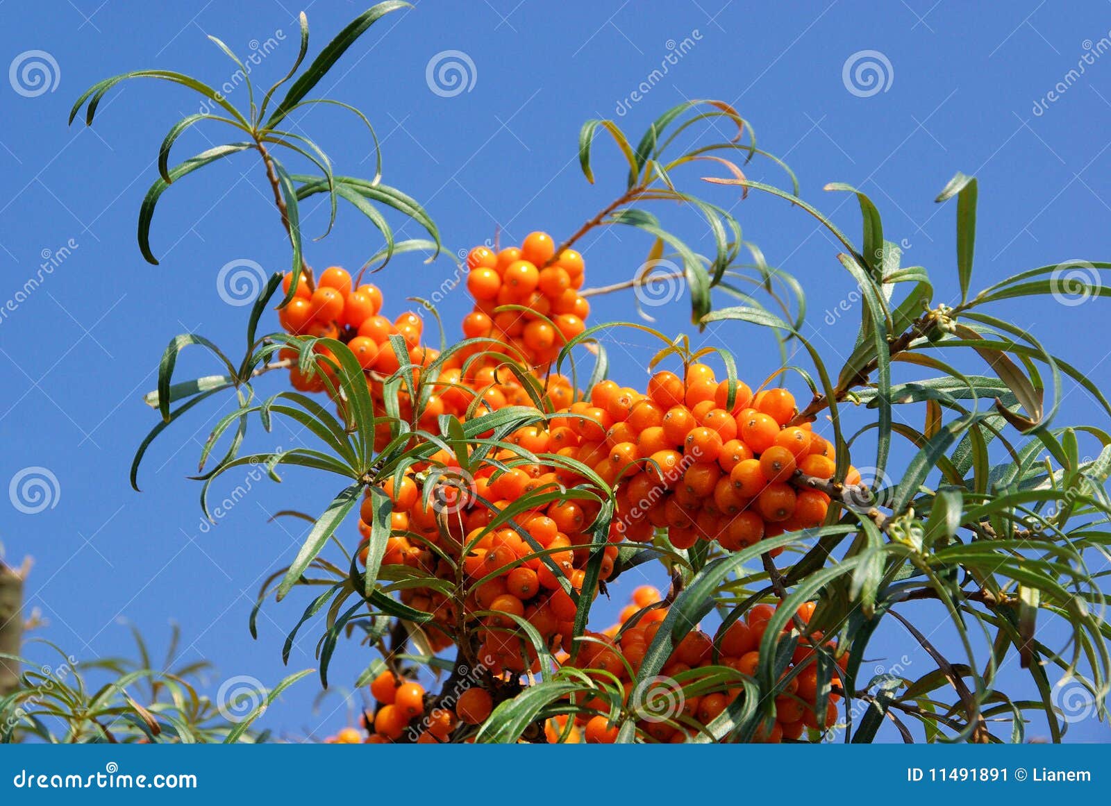 Espina cetrina imagen de archivo. Imagen de vitamina - 11491891