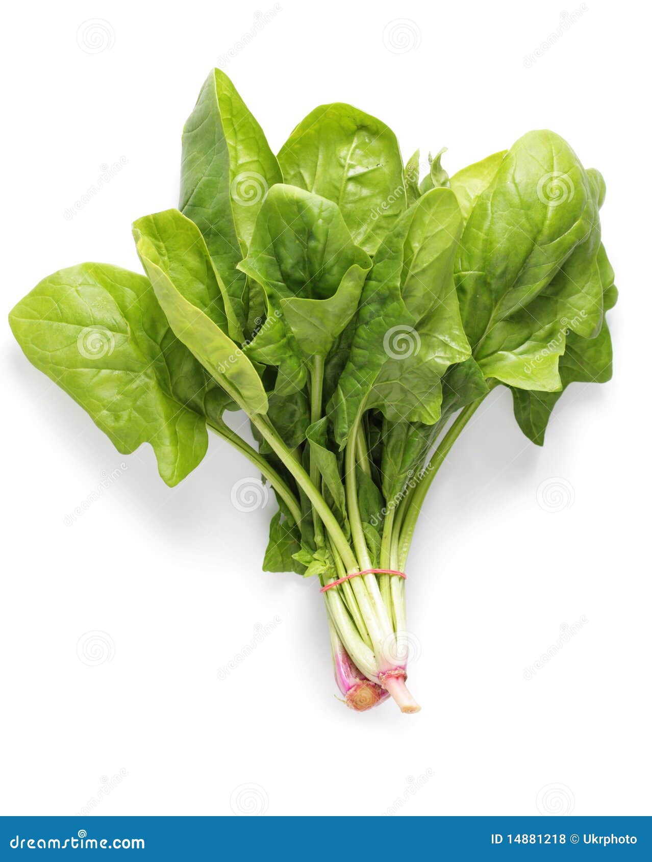 Espinaca foto de archivo. Imagen de fondo, alimento, espinaca - 14881218
