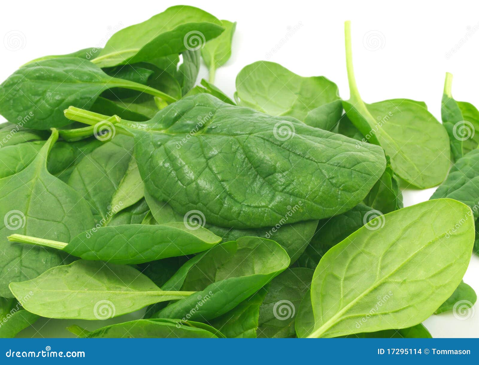 Espinaca foto de archivo. Imagen de crudo, joven, espinaca - 17295114
