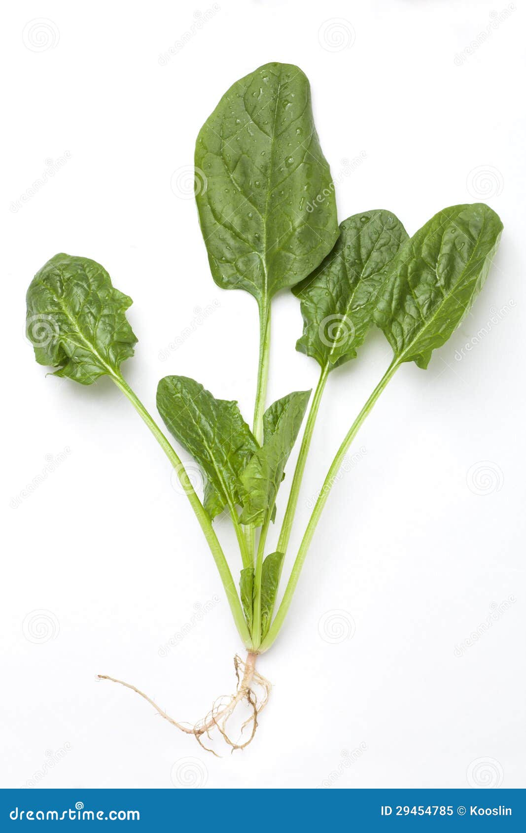 Espinaca imagen de archivo. Imagen de espinaca, vegetariano - 29454785