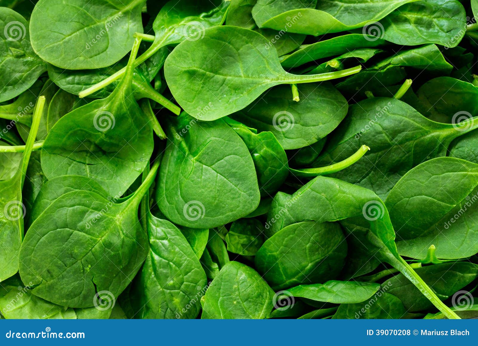 Espinaca foto de archivo. Imagen de crudo, bocado, fresco - 39070208