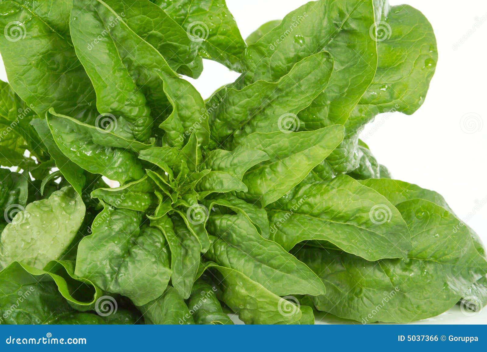 Espinaca foto de archivo. Imagen de cierre, crudo, agricultura - 5037366